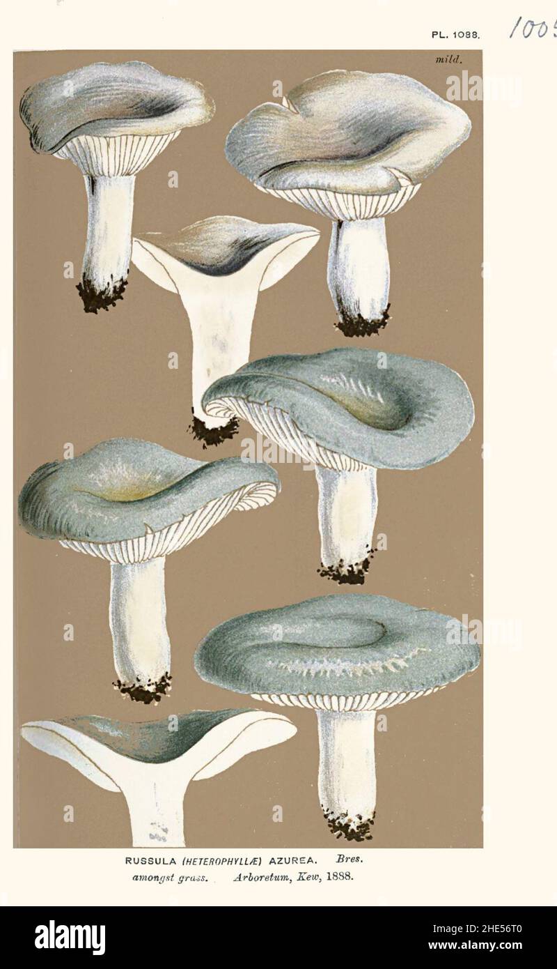 Russula azurea hi-res stock photography and images - Alamy