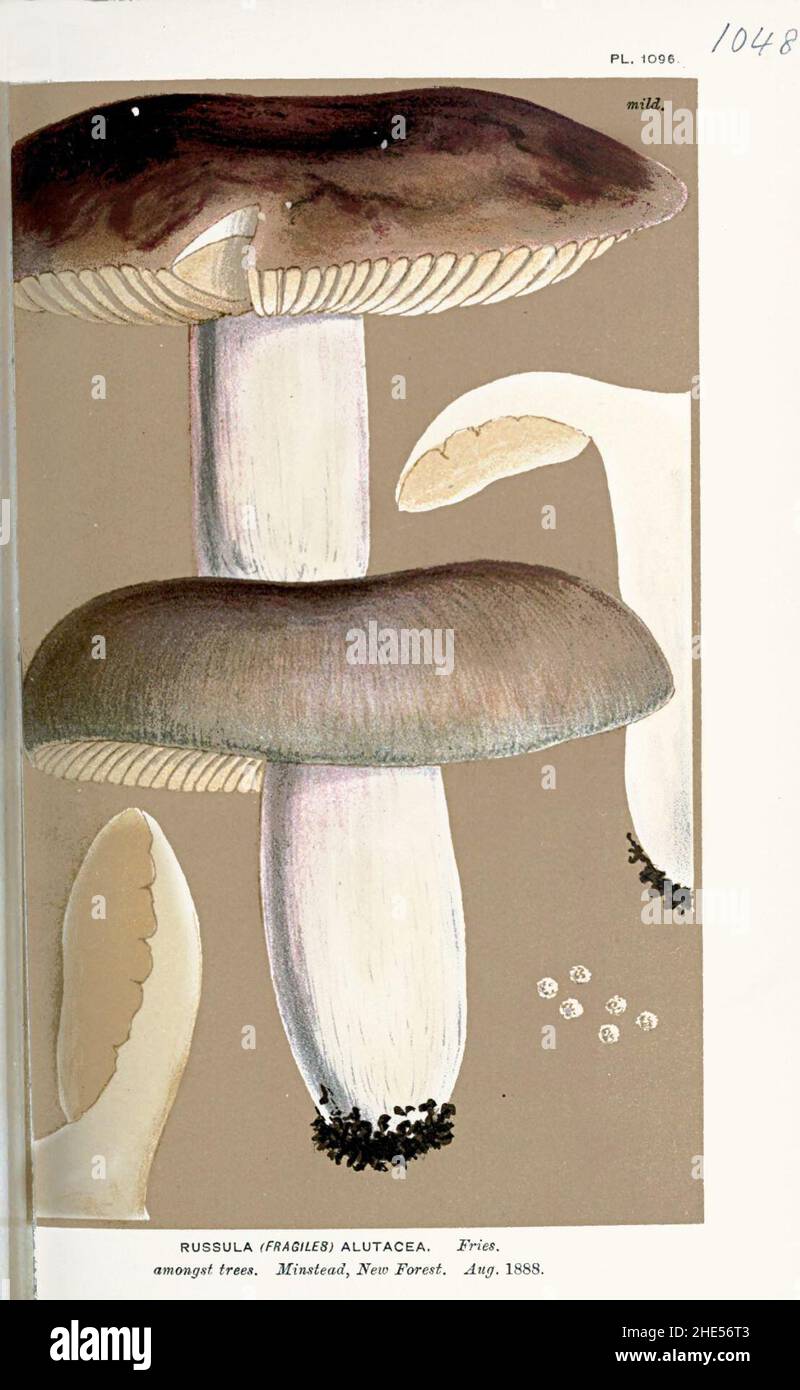 Russula alutacea hi-res stock photography and images - Alamy