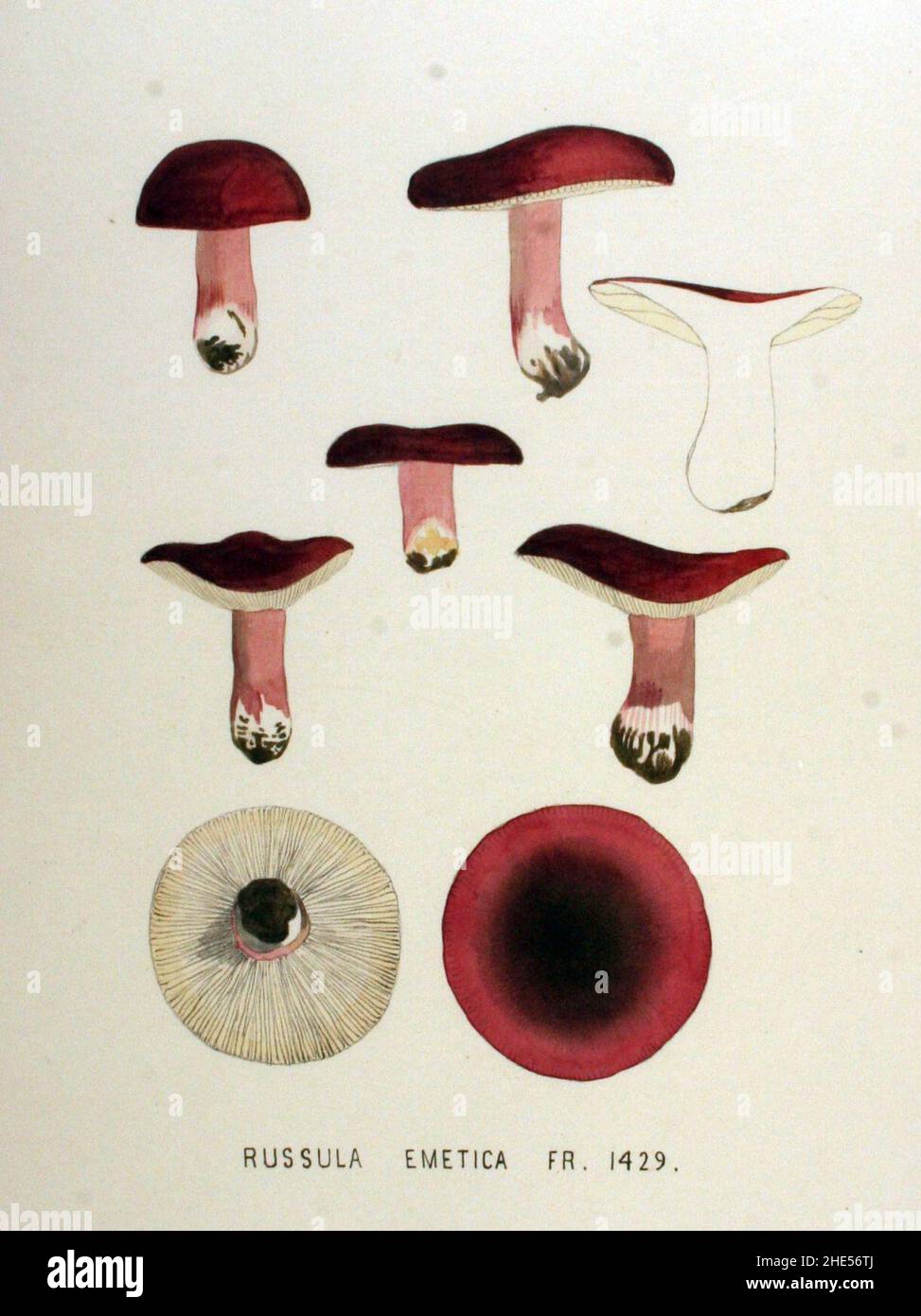 Russula emetica — Flora Batava — Volume v18 Stock Photo - Alamy