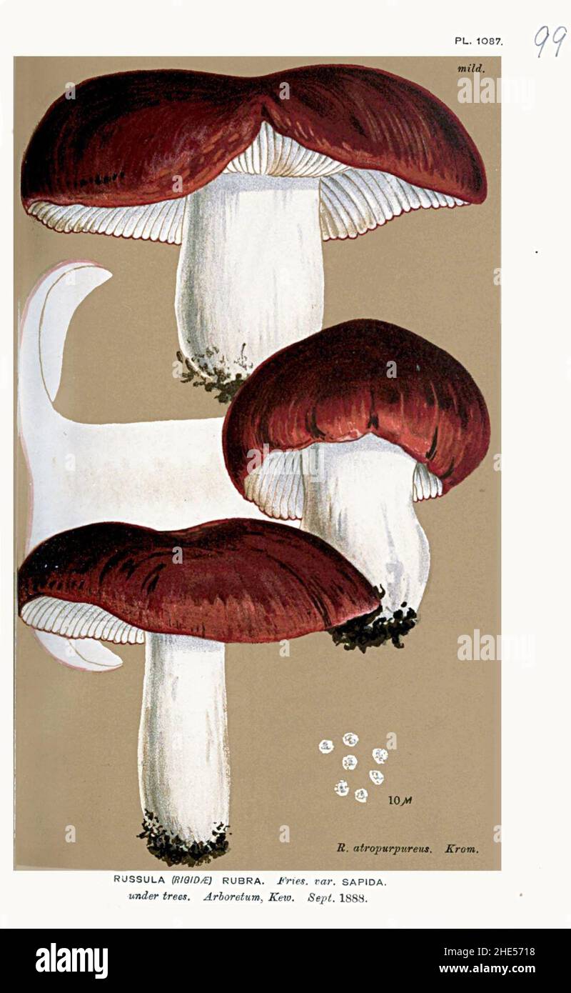 Russula rubra hi-res stock photography and images - Alamy