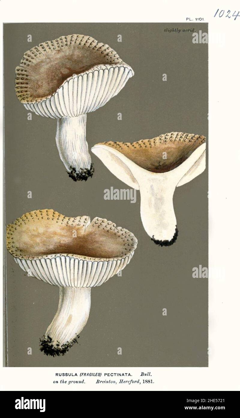 Russula pectinata hi-res stock photography and images - Alamy