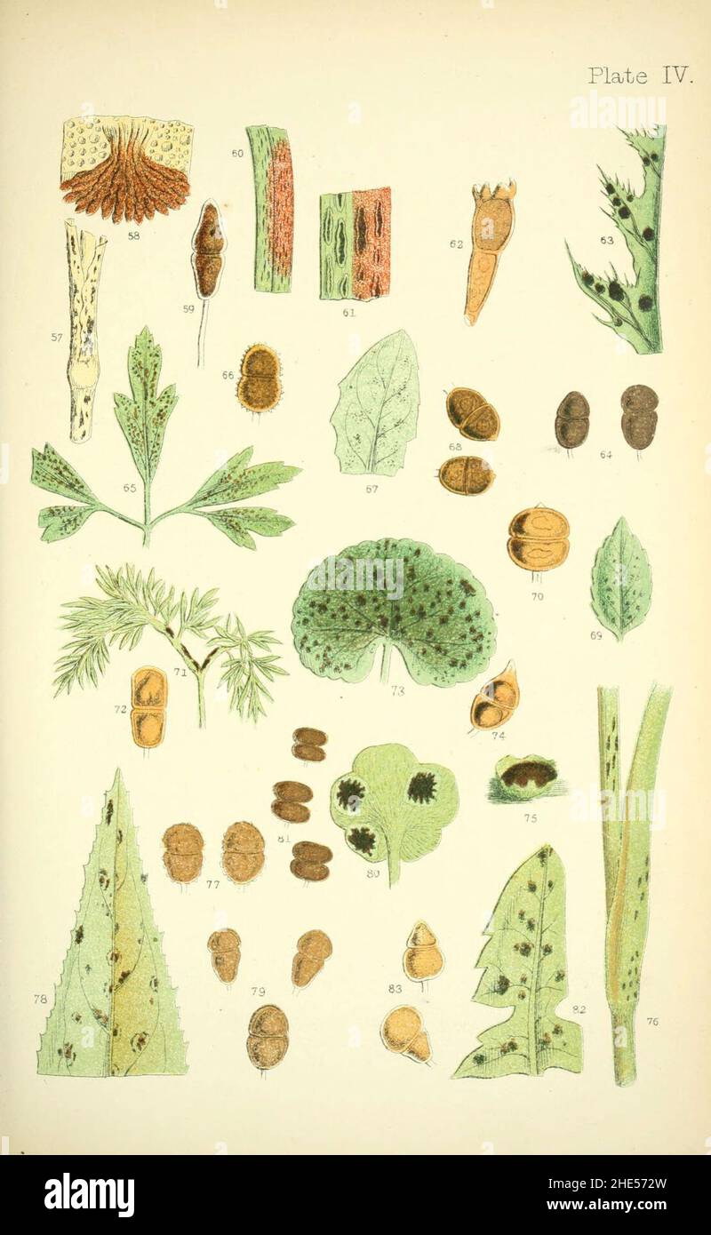 Rust, smut, mildew and mould (Plate IV) (6219960429 Stock Photo - Alamy