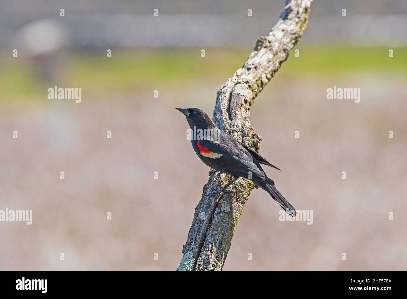 Red Winged Blackbird Resting on a Snag in Horicon Marsh in Wisconsin ...