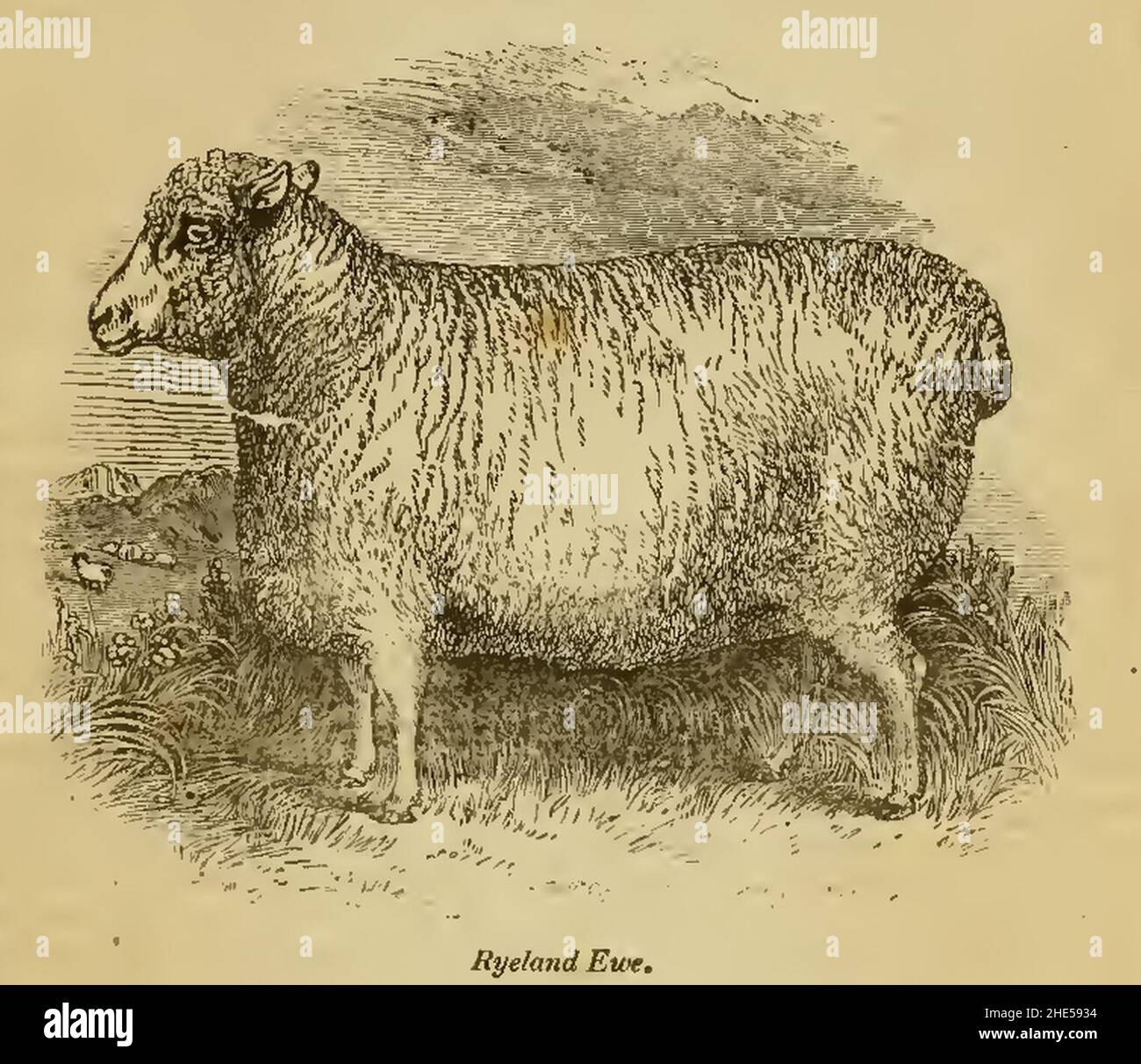 Ryeland sheep hi-res stock photography and images - Alamy