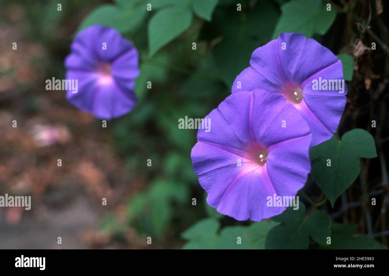 MORNING GLORY FLOWERS (IPOMOEA PURPUREA). IN BUSHLAND AREAS OF ...