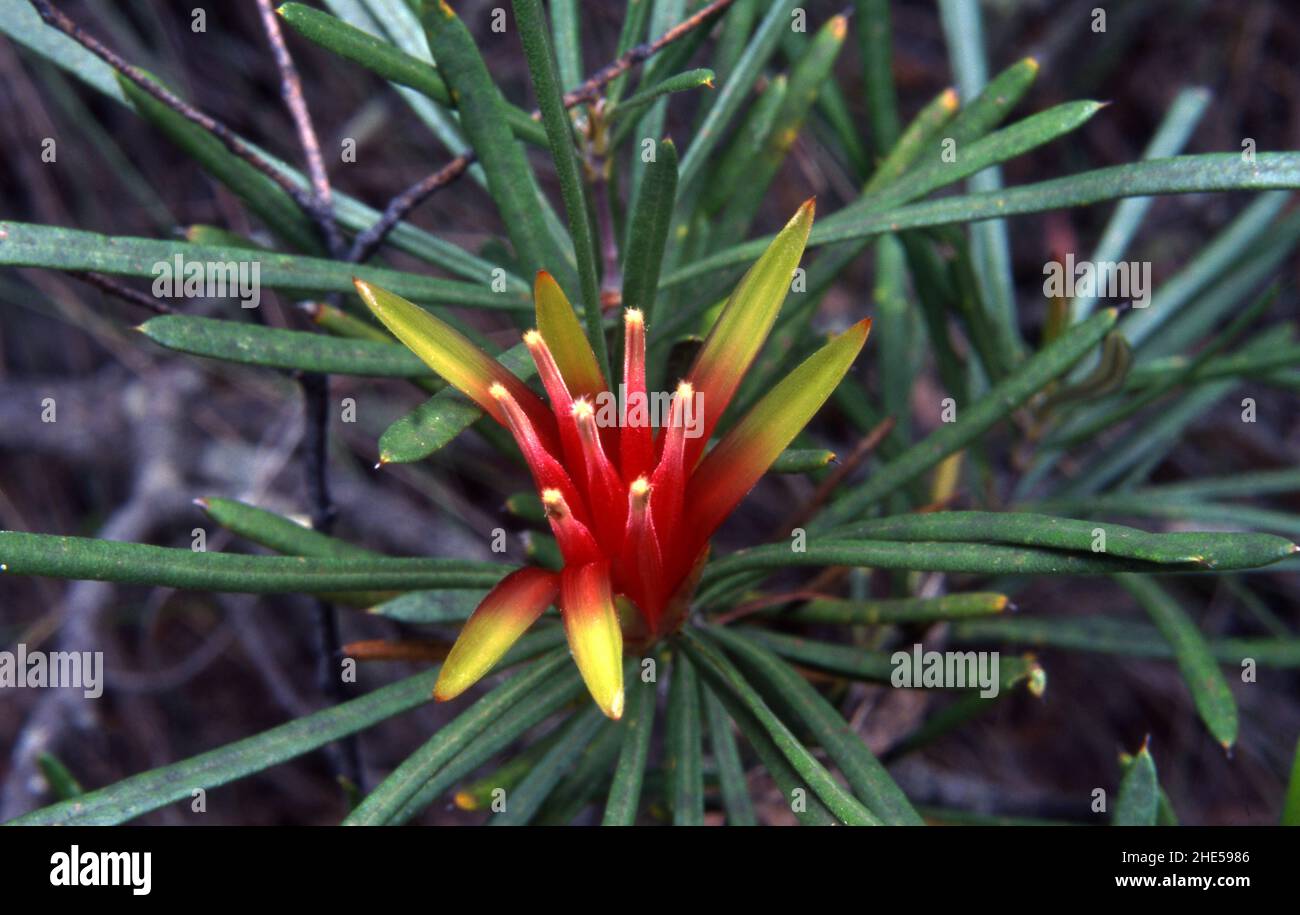 MOUNTAIN DEVIL FLOWER (LAMBERTIA FORMOSA Stock Photo - Alamy