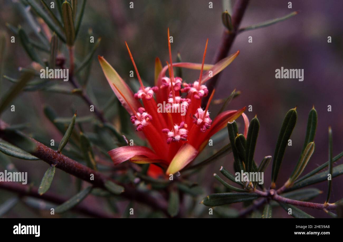 MOUNTAIN DEVIL (LAMBERTIA FORMOSA Stock Photo - Alamy