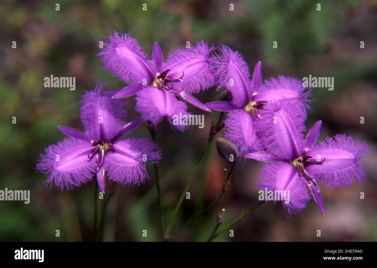 Fringe lily hi-res stock photography and images - Alamy