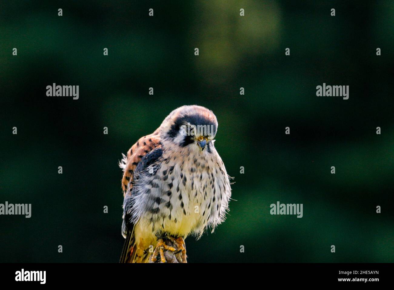 Smallest north america falcon hi-res stock photography and images - Alamy