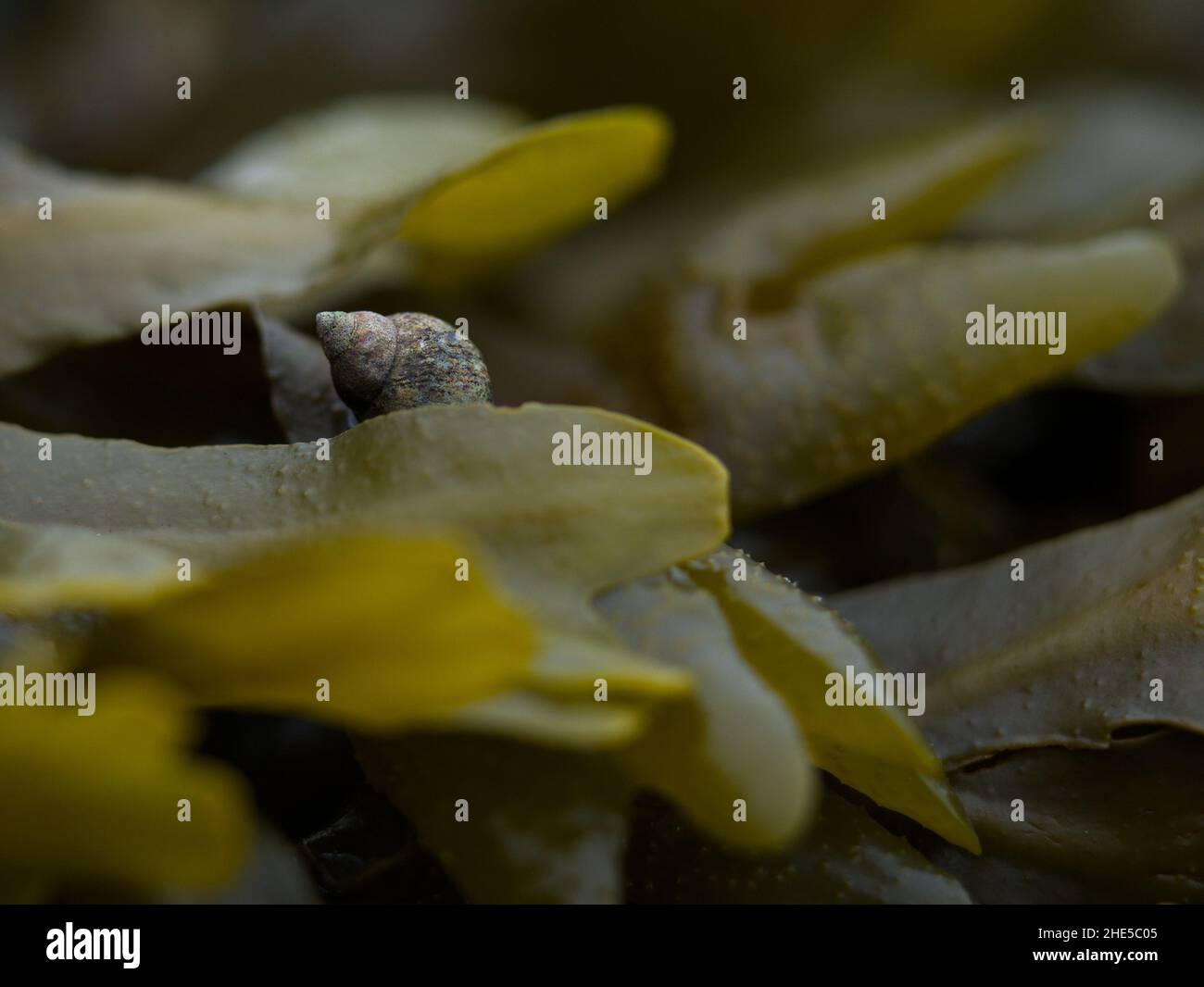 A sea snail (whelk) on some large seaweed on the coast of Vancouver ...