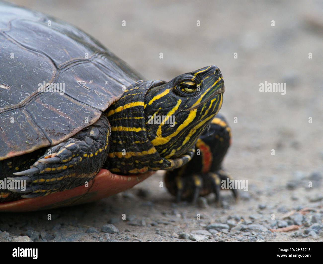 A close-up of a Western Painted Turtle walking on a gravel or dirt path ...