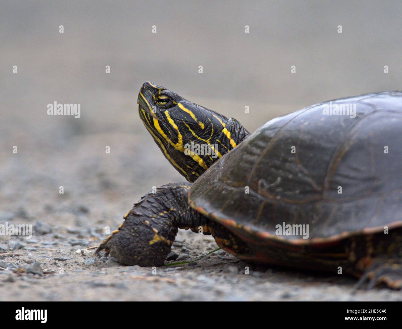 Turtle on dirt hi-res stock photography and images - Alamy