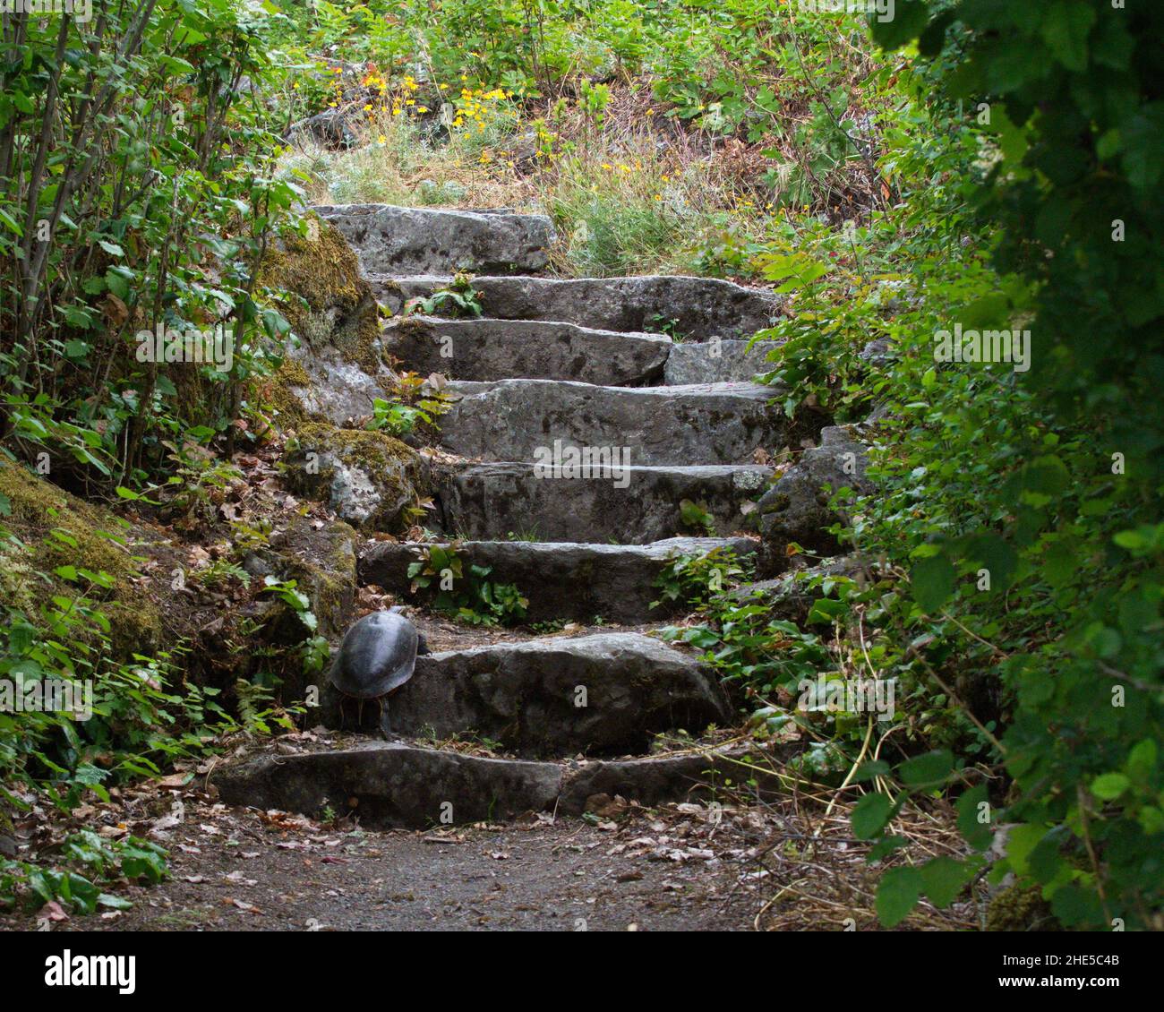 A Western Painted Turtle trying to climb stone stairs on an outdoor ...