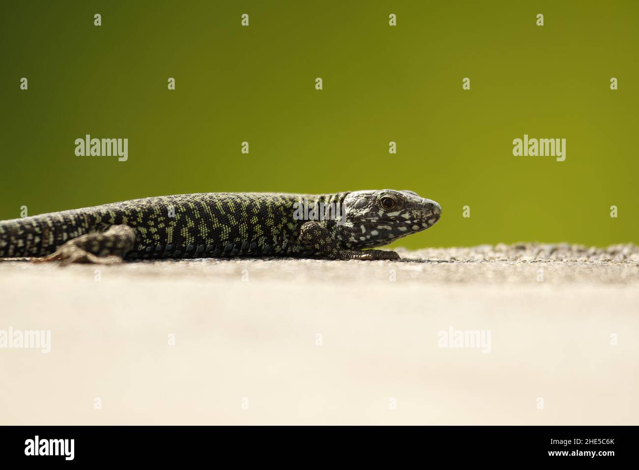 A close-up of a European Wall Lizard on top of a rock wall with lots of ...