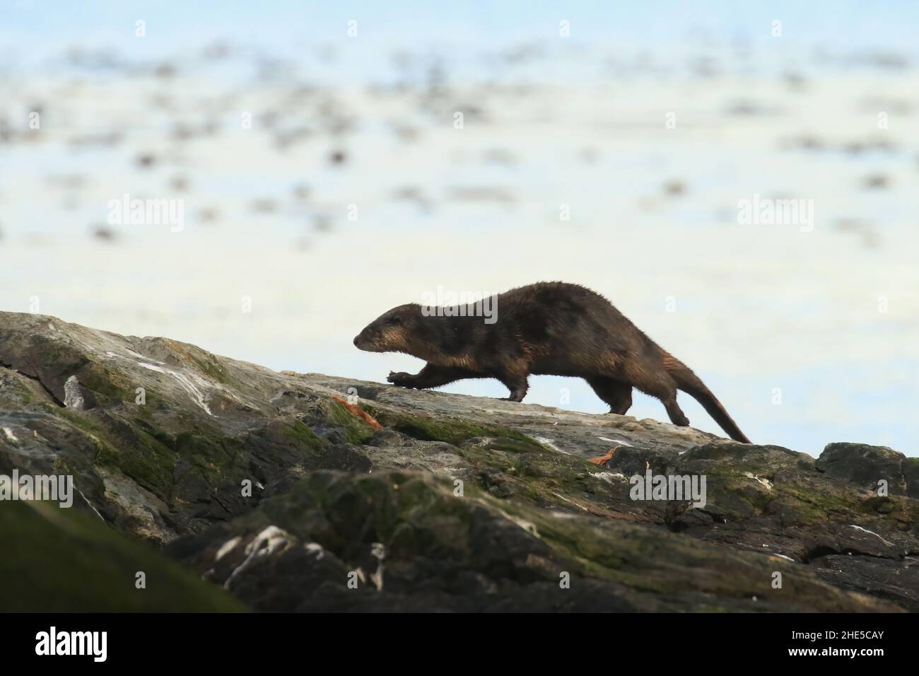 A North American River Otter (Lontra canadensis) walking on a rocky ...