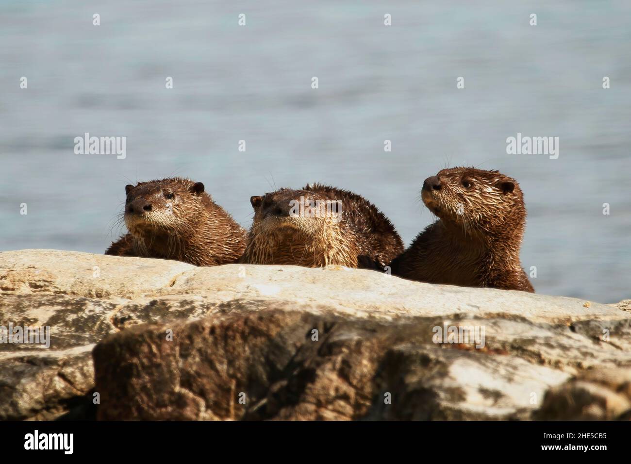 Group of british otters hi-res stock photography and images - Alamy