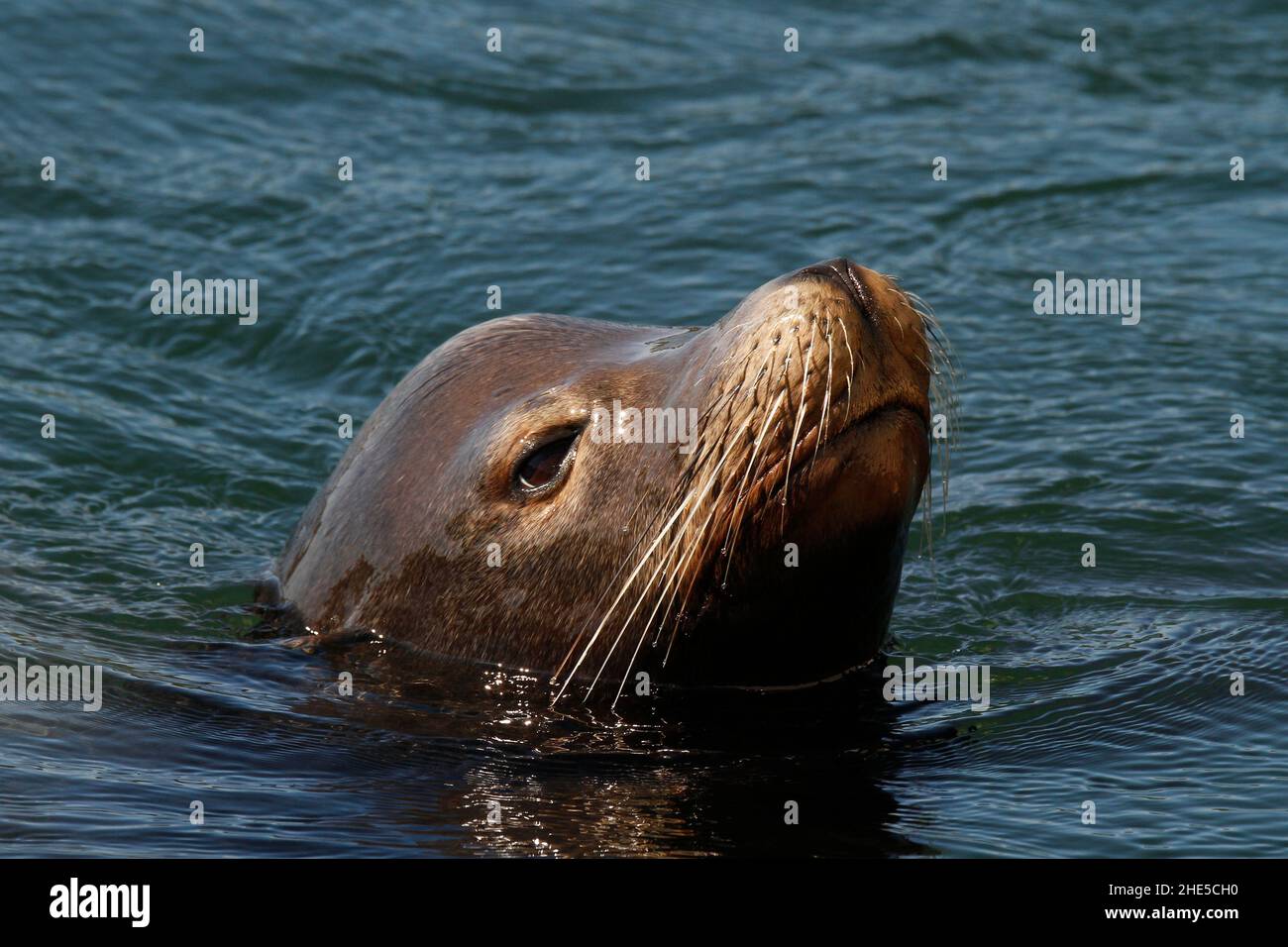 A close-up of the head and face of a sea lion swimming in the ocean off ...