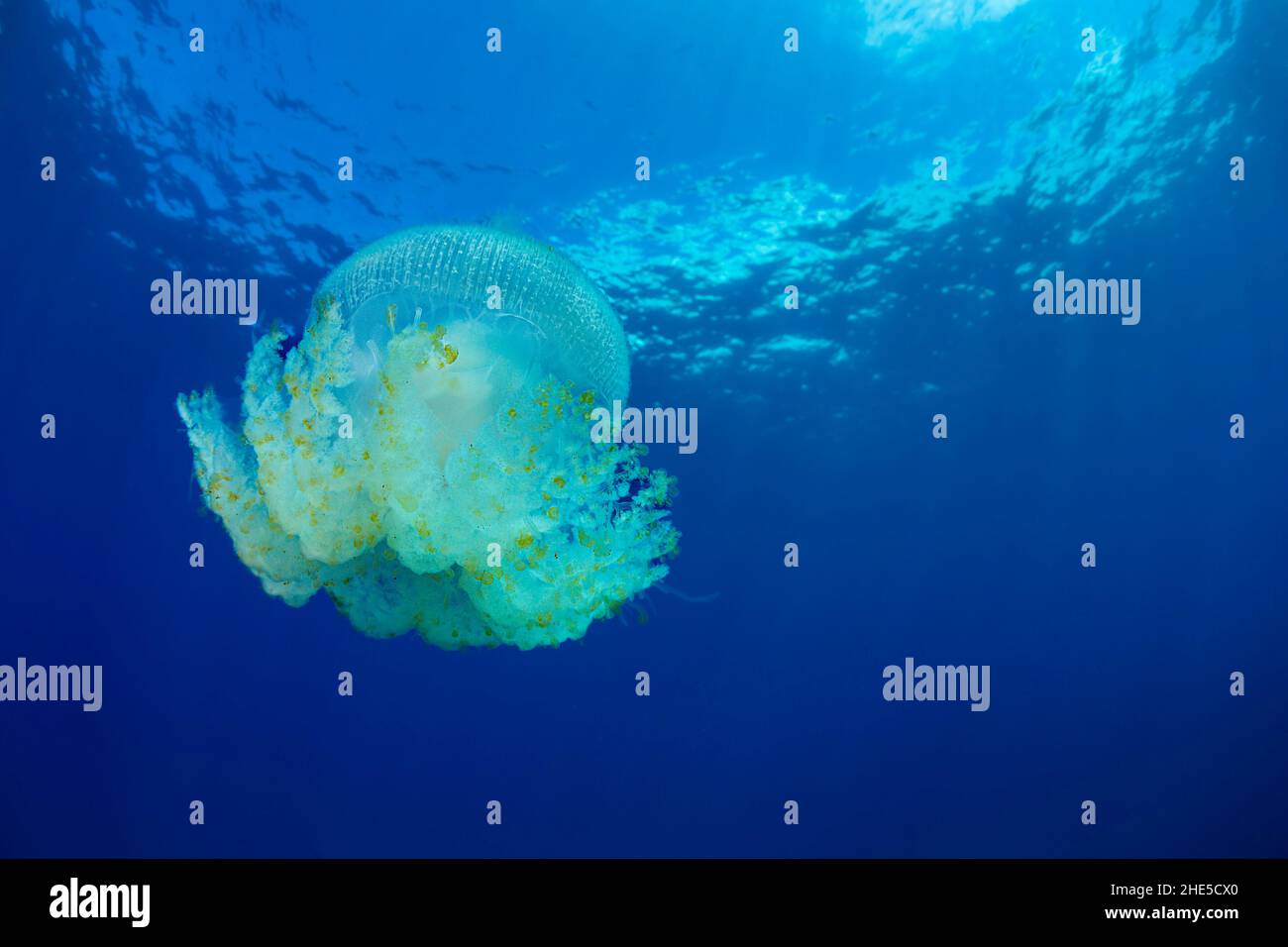 What Is Jellyfish In Hawaiian at Eliza Pethebridge blog