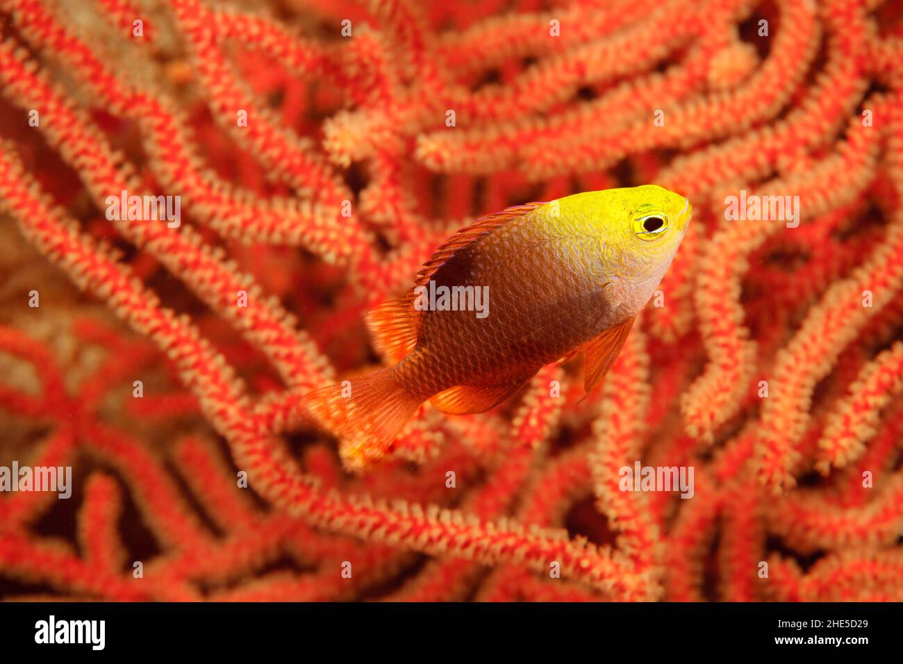 Talbots demoiselle hi-res stock photography and images - Alamy