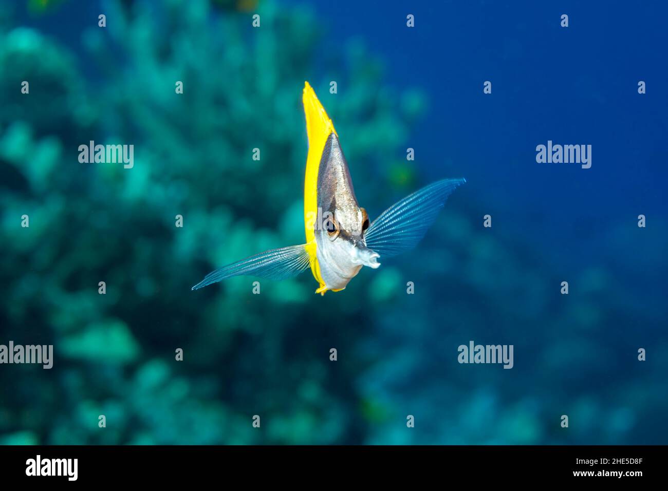 The forcepsfish or longnose butterflyfish, Forcipiger flavissimus, has ...
