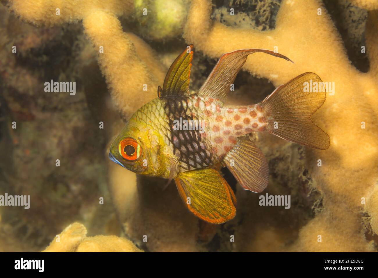 A pajama cardinalfish, Sphaeramia nematoptera, photographed at night ...