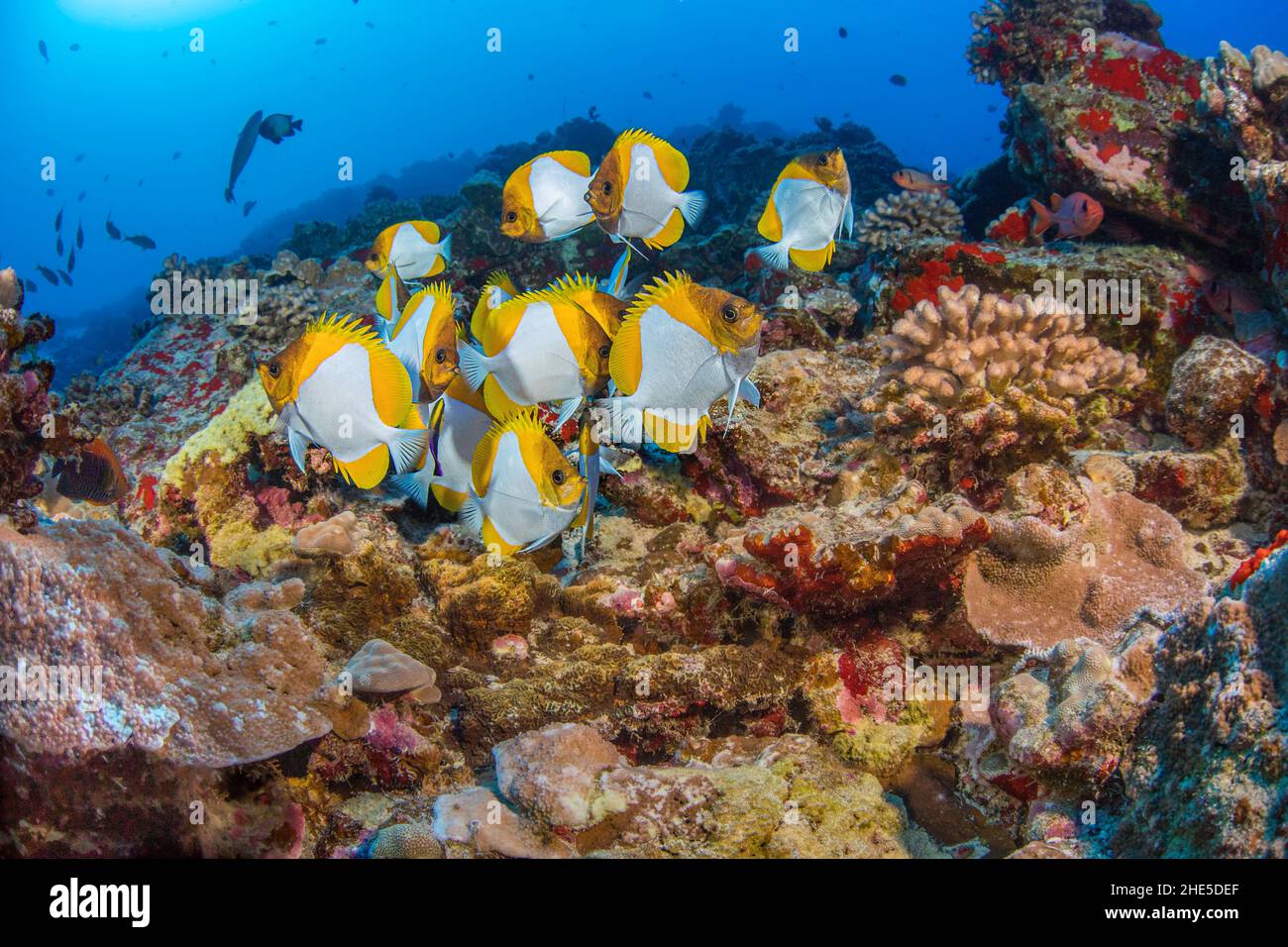 Pyramid butterflyfish, Hemitaurichthys polylepis, with dorsal fins ...