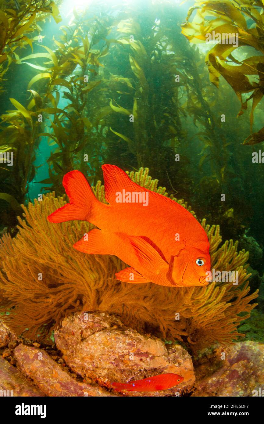 The garibaldi, Hypsypops rubicundus, is the state fish of California ...