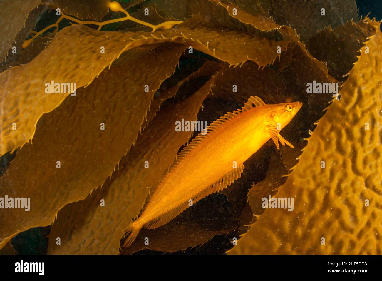 Giant kelpfish, Heterostichus rostratus, are not only shaped like kelp ...