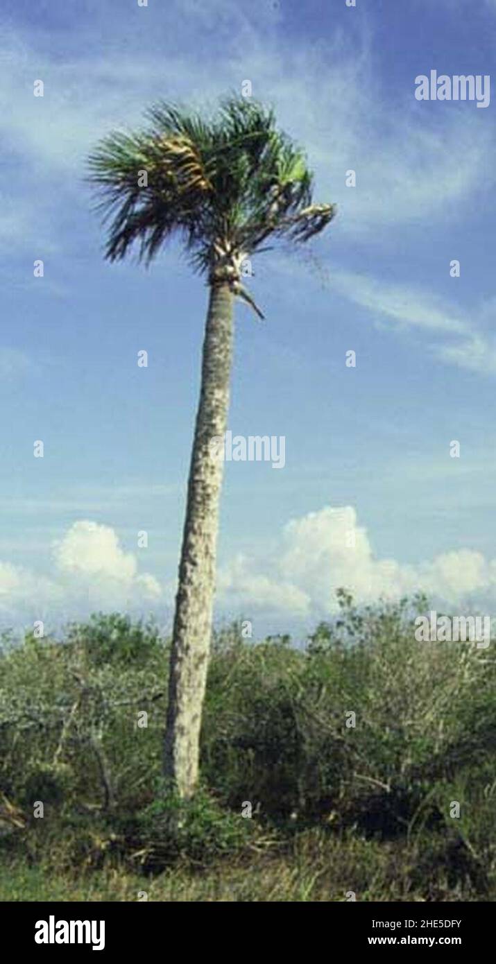 Sabal palmetto vintage hi-res stock photography and images - Alamy