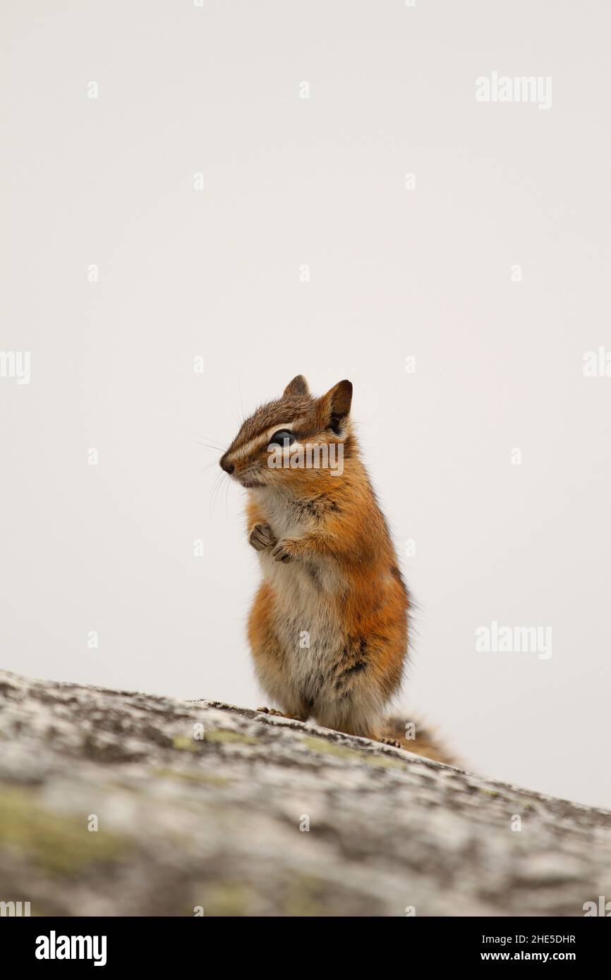 A Yellow-pine Chipmunk (Neotamias amoenus) standing upright on rock ...