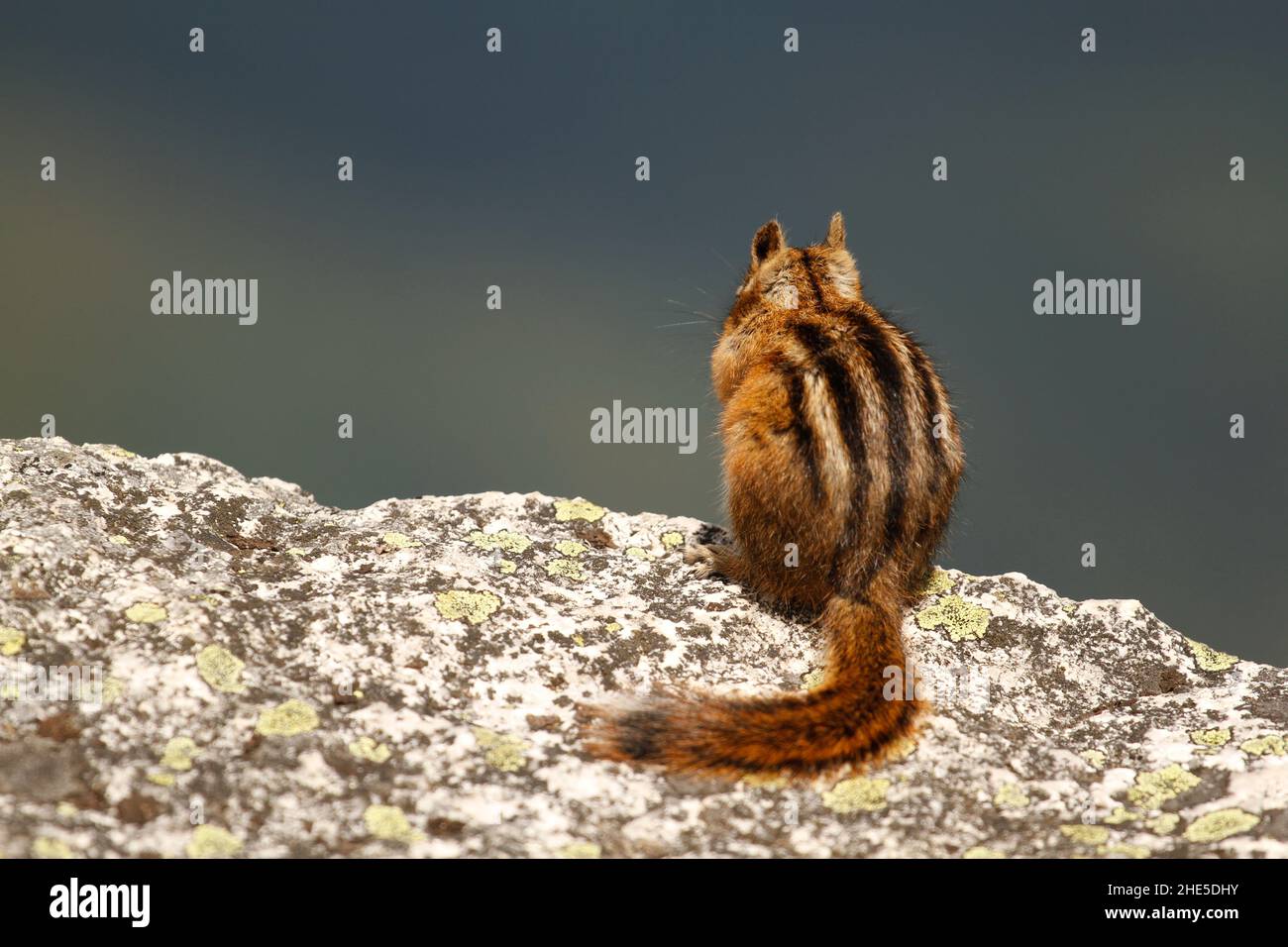 A back view of a Yellow-pine Chipmunk (Neotamias amoenus) looking away ...