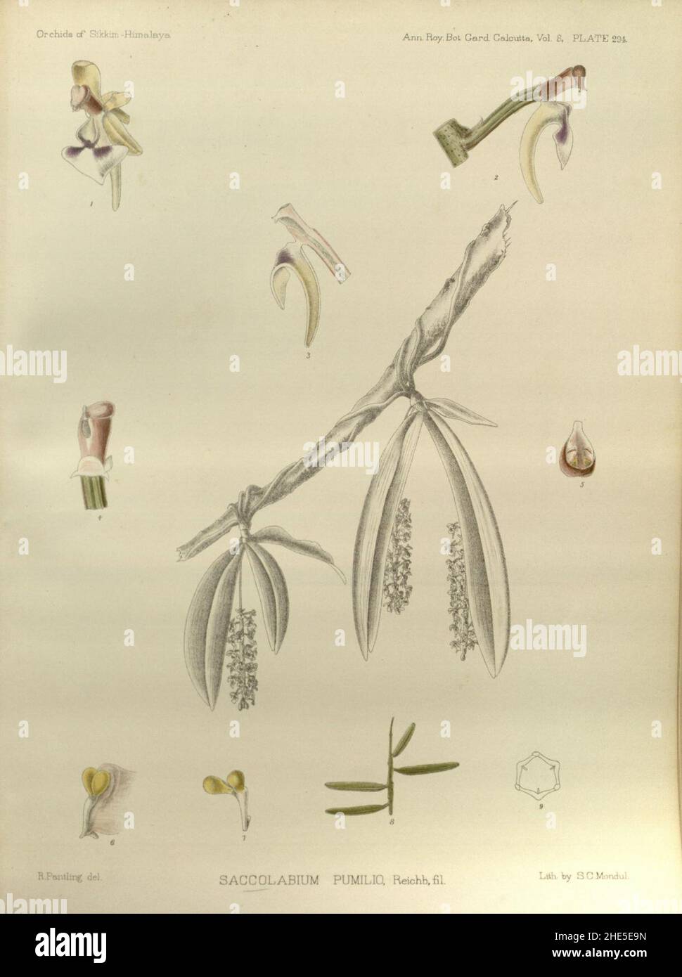 Saccolabiopsis pusilla (as Saccolabium pumilio) - The Orchids of the ...