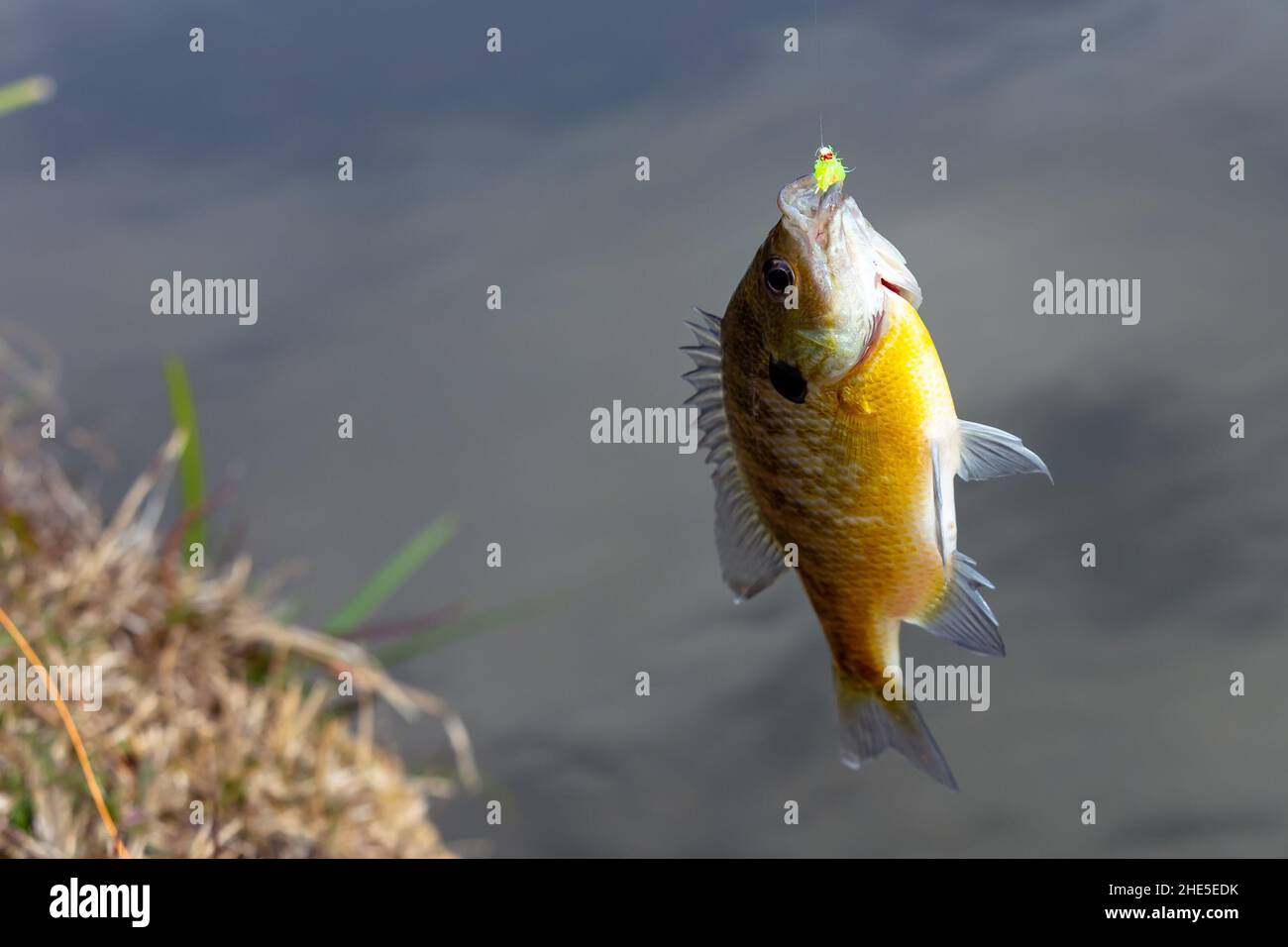 Colorful bluegill fish hanging by hook after being caught Stock Photo ...