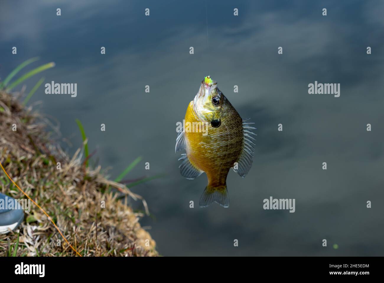Colorful bluegill fish hanging by hook after being caught Stock Photo ...
