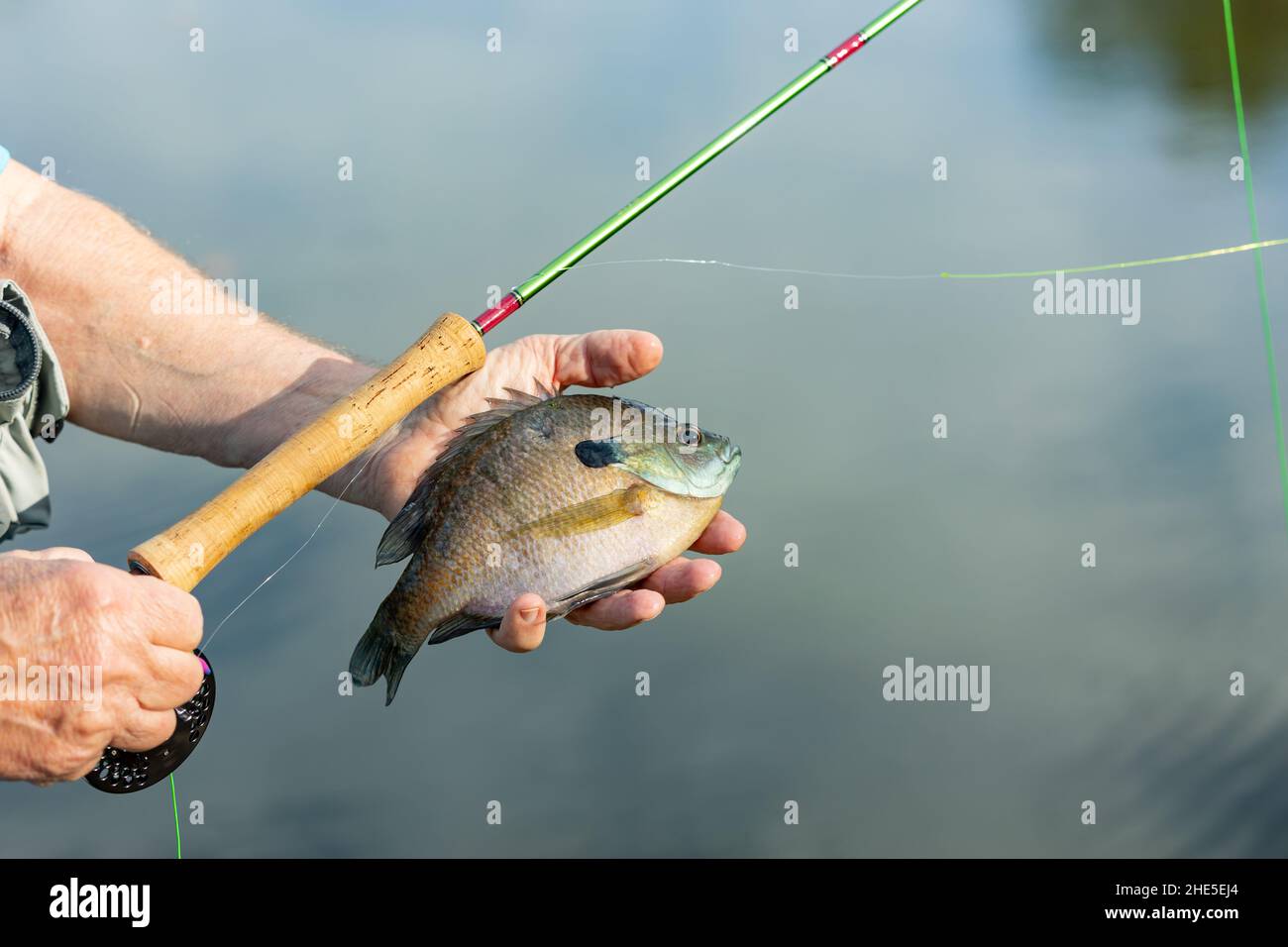 Fisherman's hand holding fish Stock Photo - Alamy