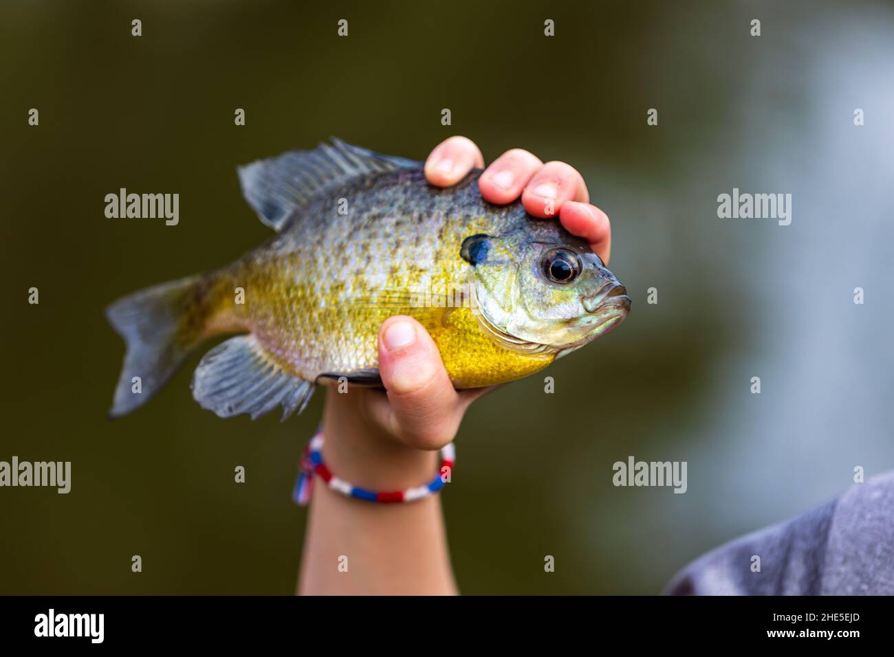 Freshwater bream hi-res stock photography and images - Alamy