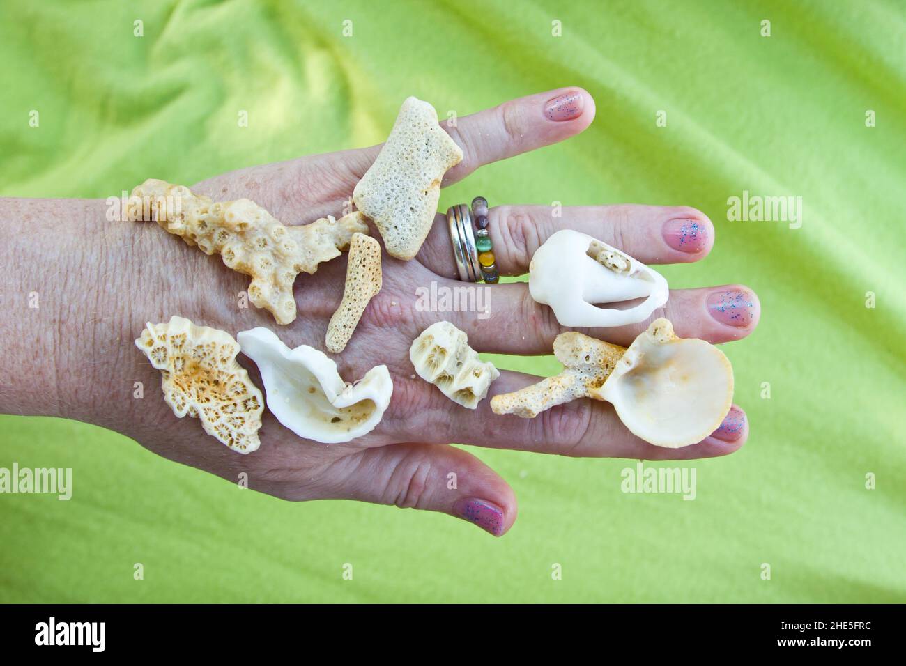 Collecting Shells at the beach in Thailand. hand full with shells and ...