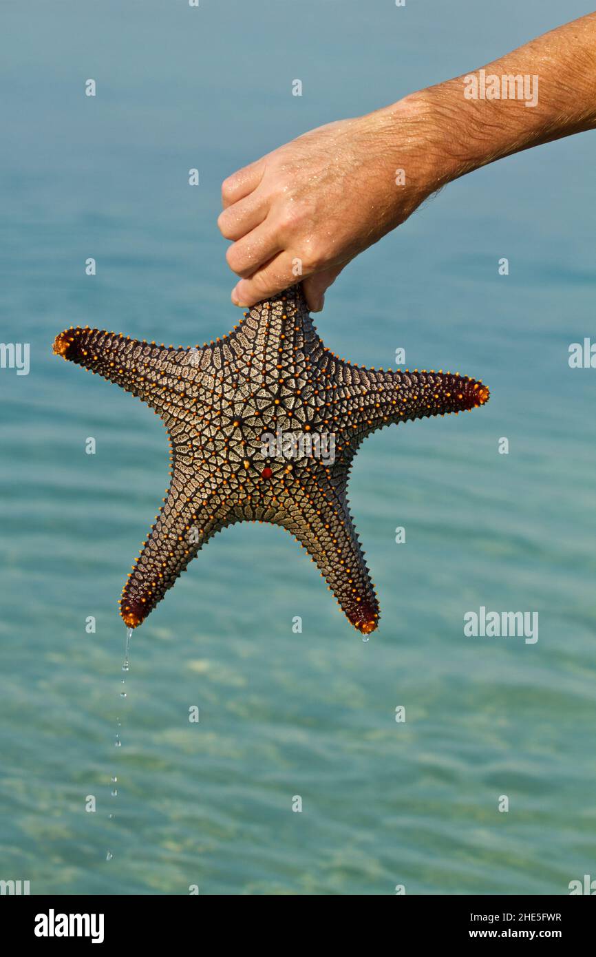 Man holding a very beautiful starfish at the beach in Thailand Stock ...