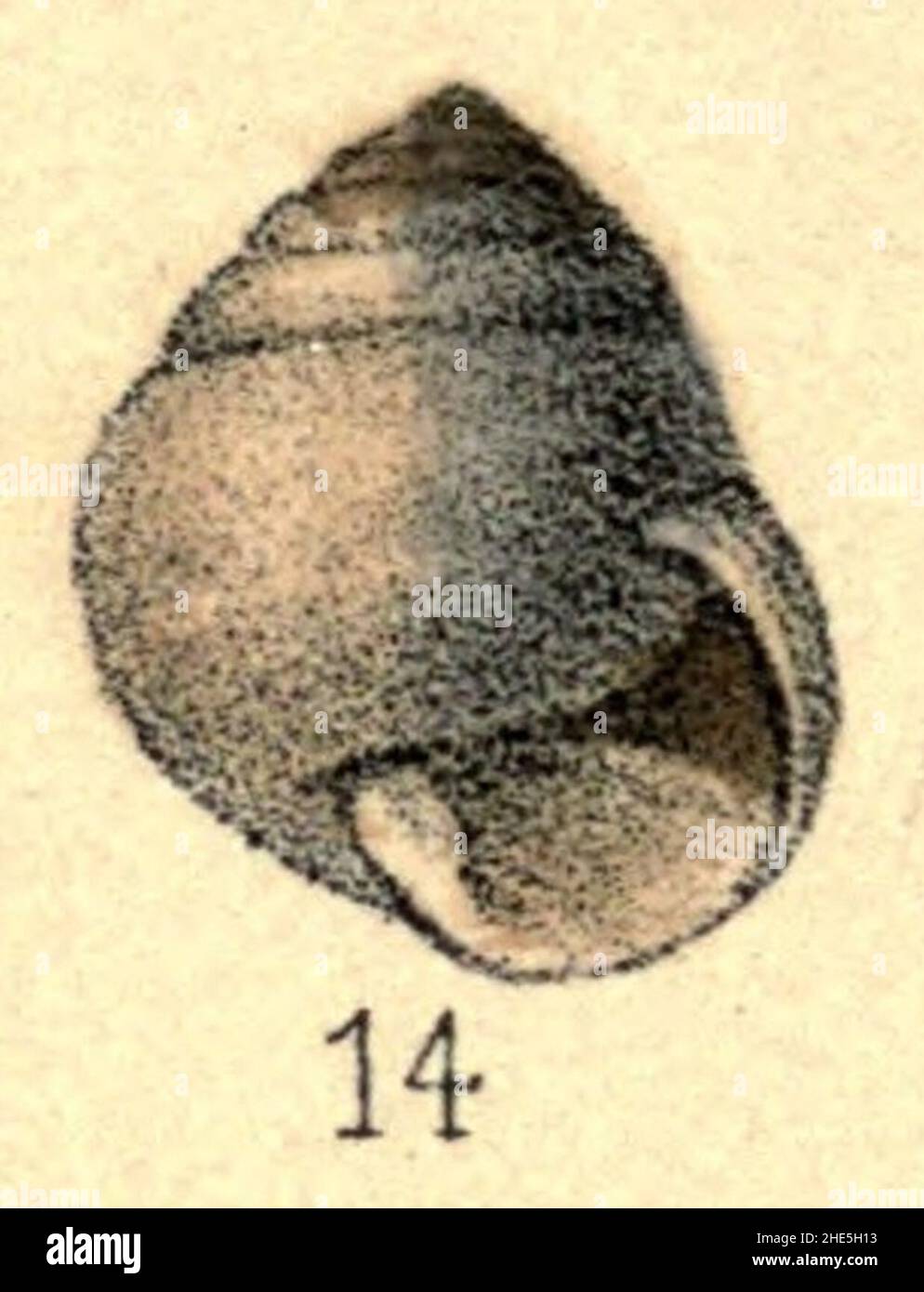 Sagda pila shell Stock Photo - Alamy