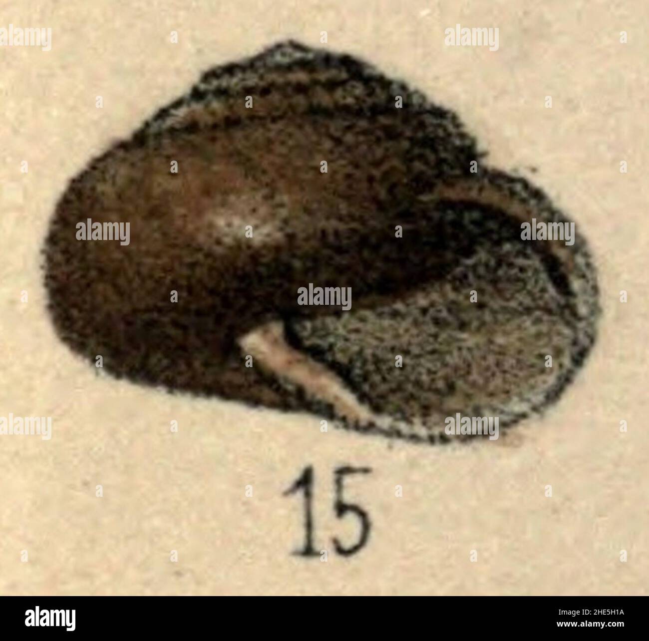 Sagda lamellifera shell Stock Photo - Alamy