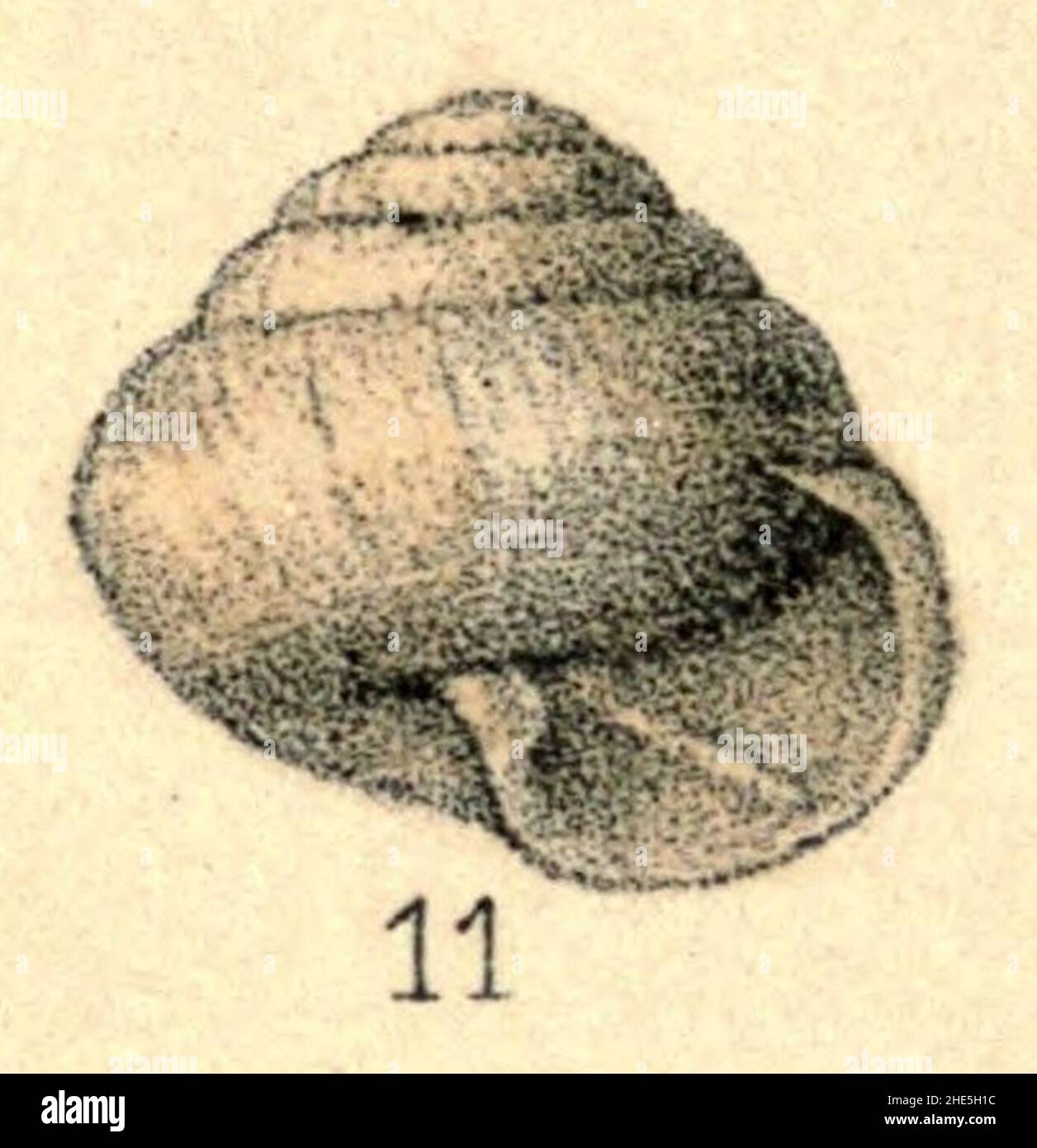 Sagda triptycha shell Stock Photo - Alamy