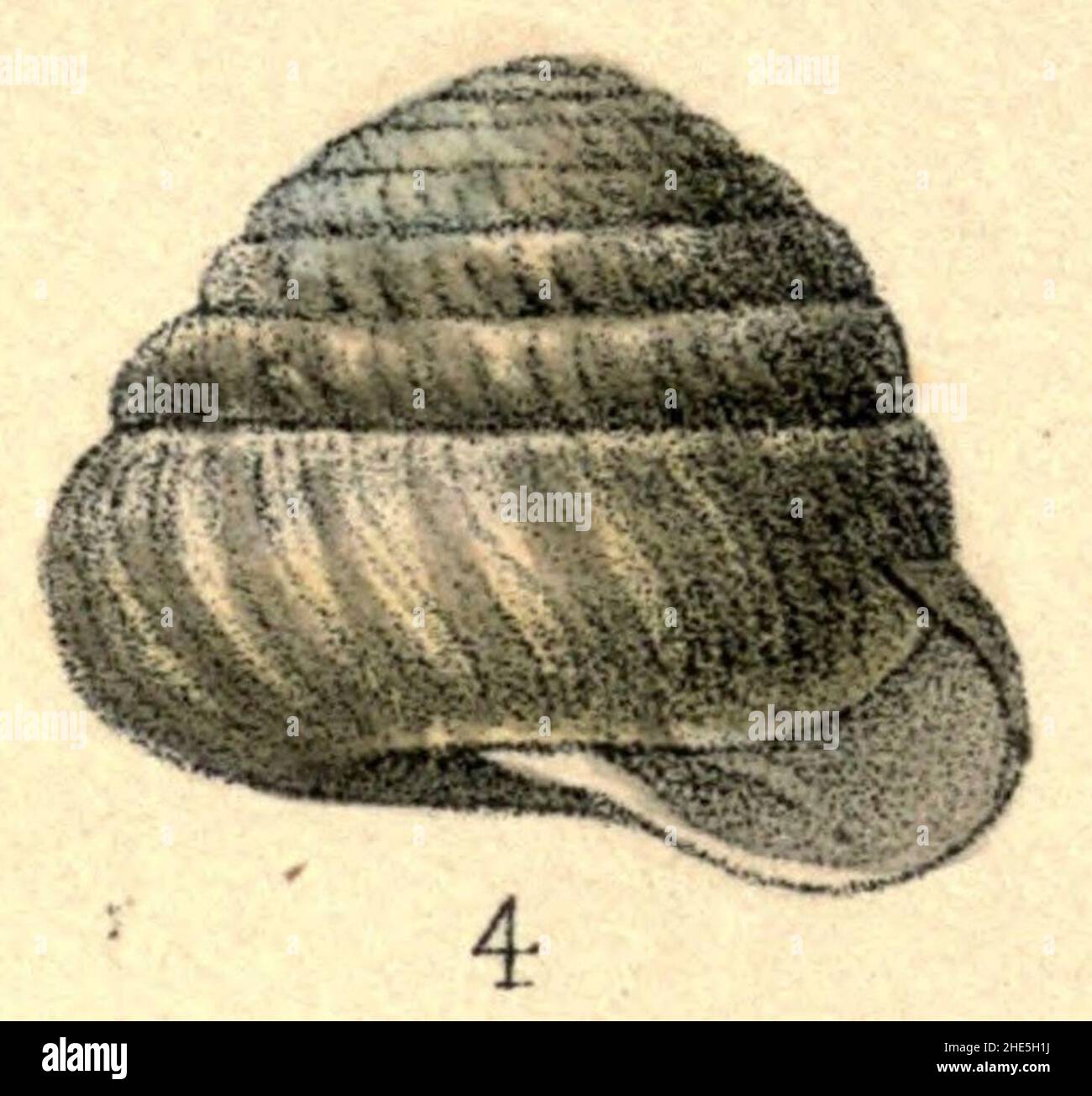 Sagda epistylioides shell Stock Photo - Alamy