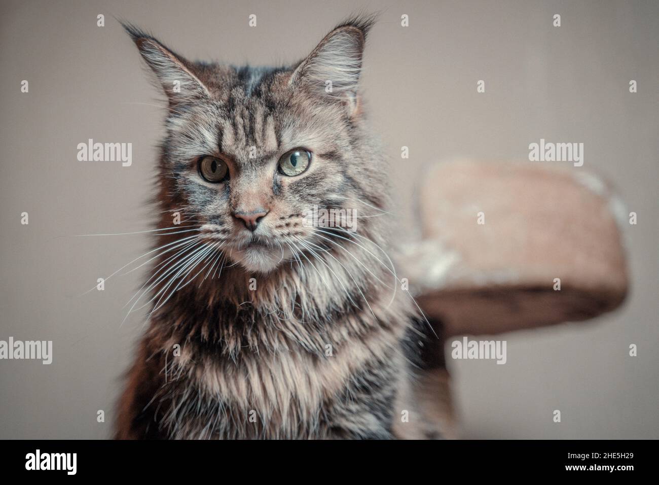 Maine Coon cat portrait close up. Beautiful domestic cat, Selective ...