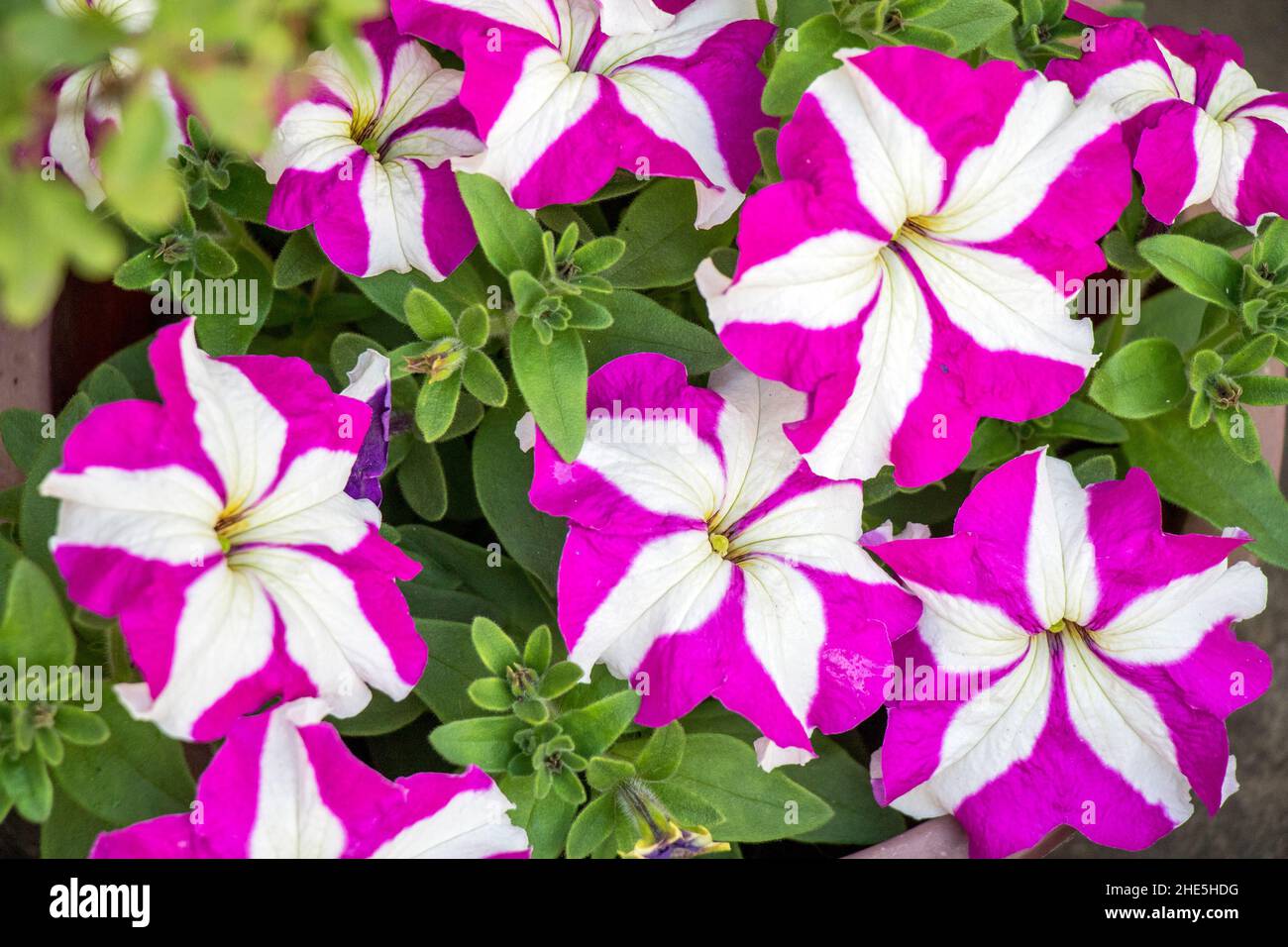 Petunia bud hi-res stock photography and images - Alamy