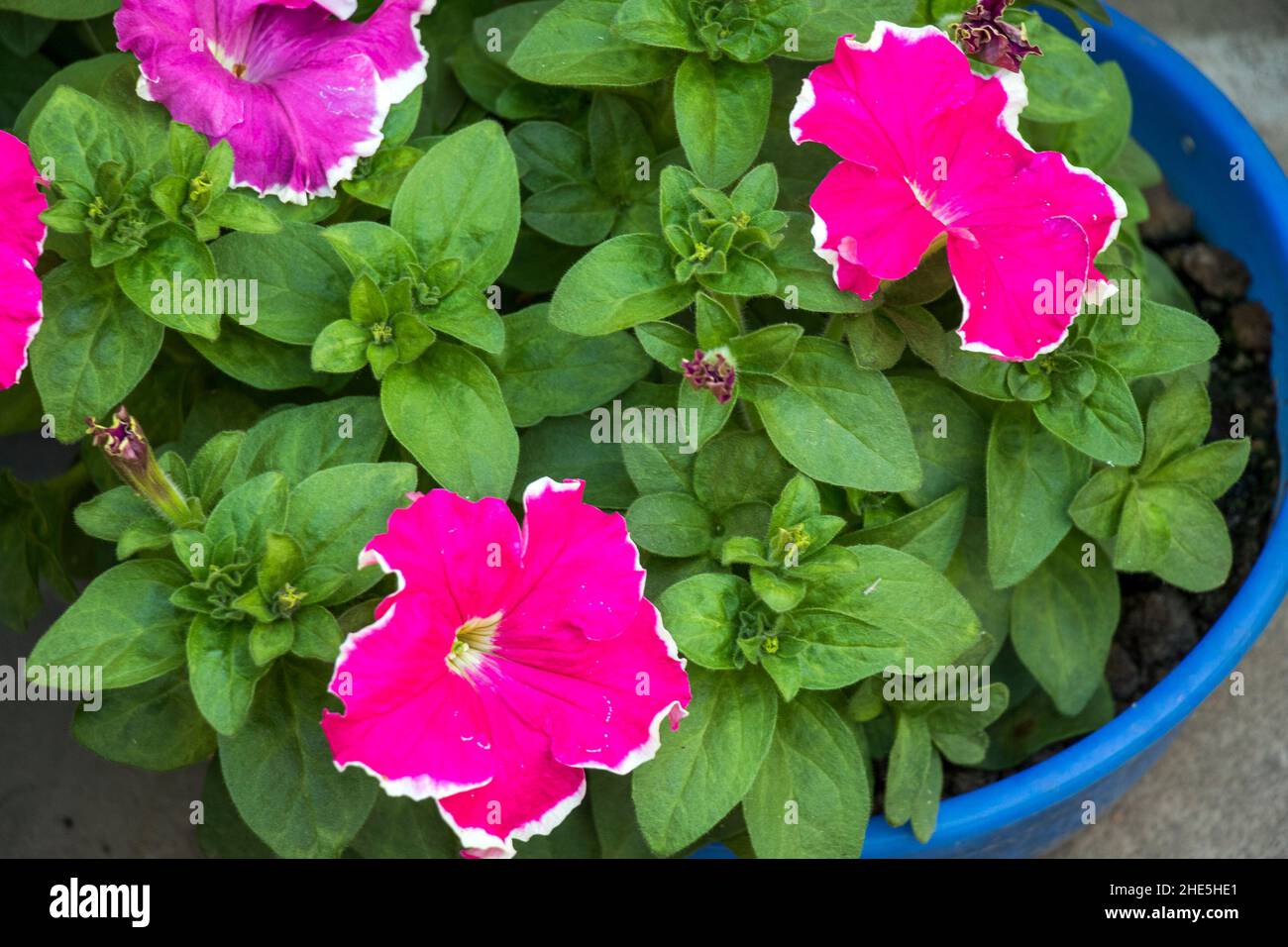 Wallpaper petunia flower hi-res stock photography and images - Alamy