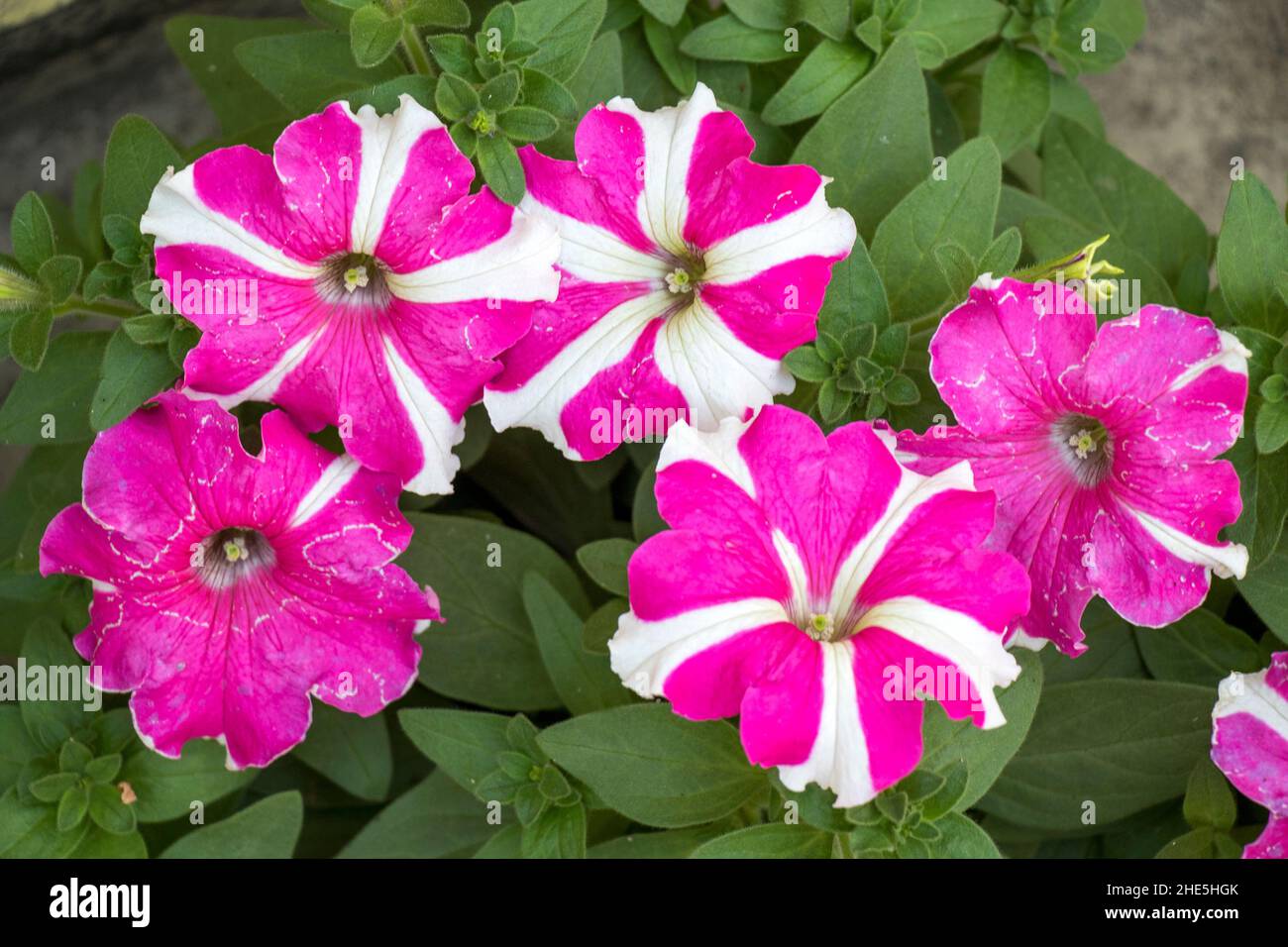 Petunia bouquet hi-res stock photography and images - Alamy