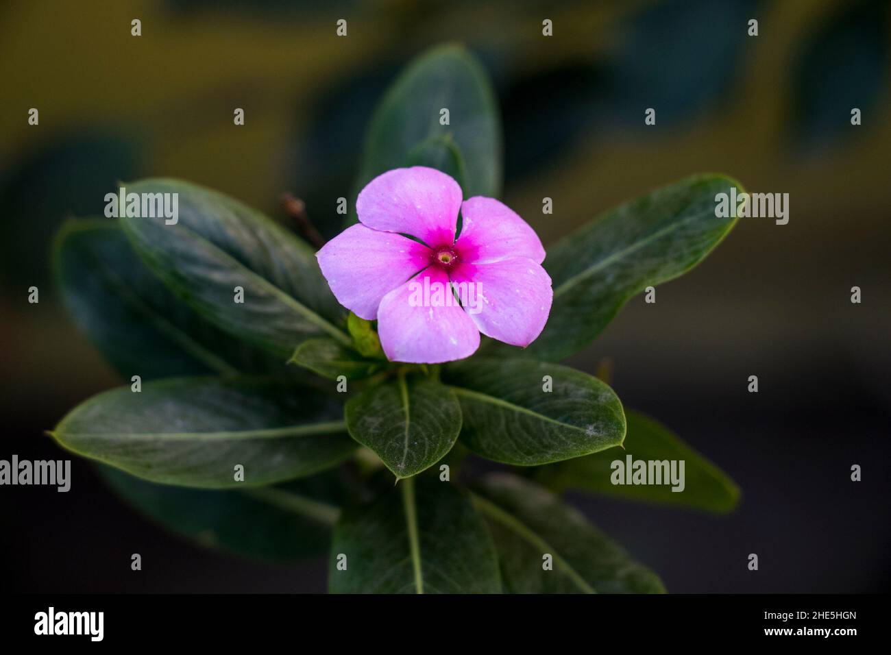 Periwinkle flower hi-res stock photography and images - Alamy