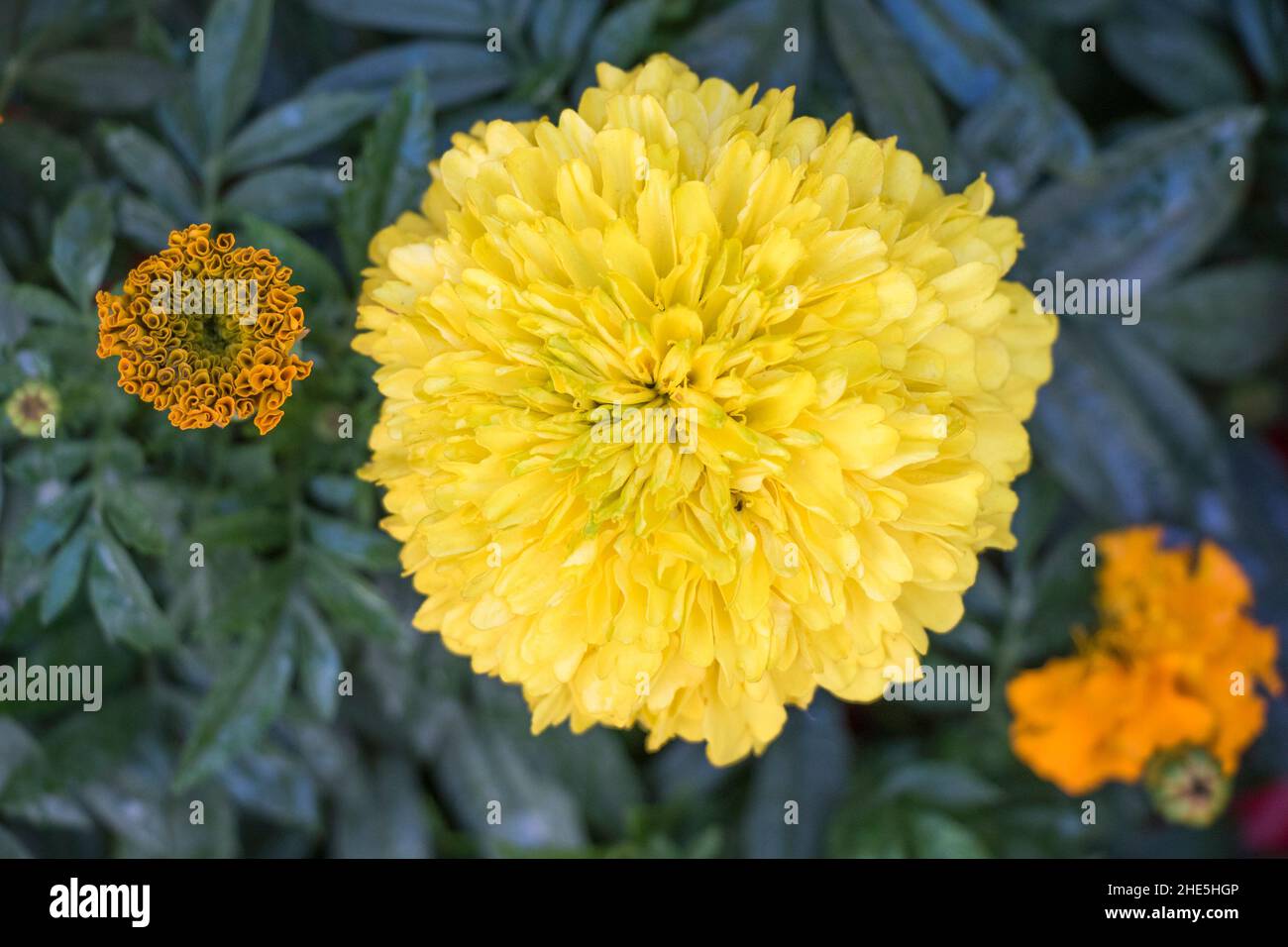 marigold flower abstract photography Stock Photo - Alamy