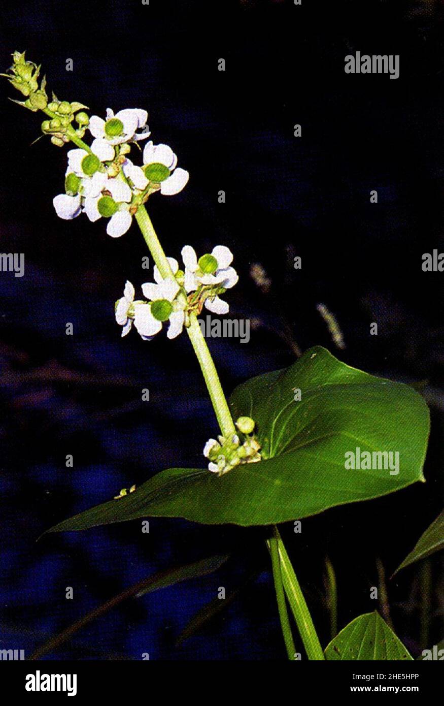 Sagittaria latifolia hi-res stock photography and images - Alamy