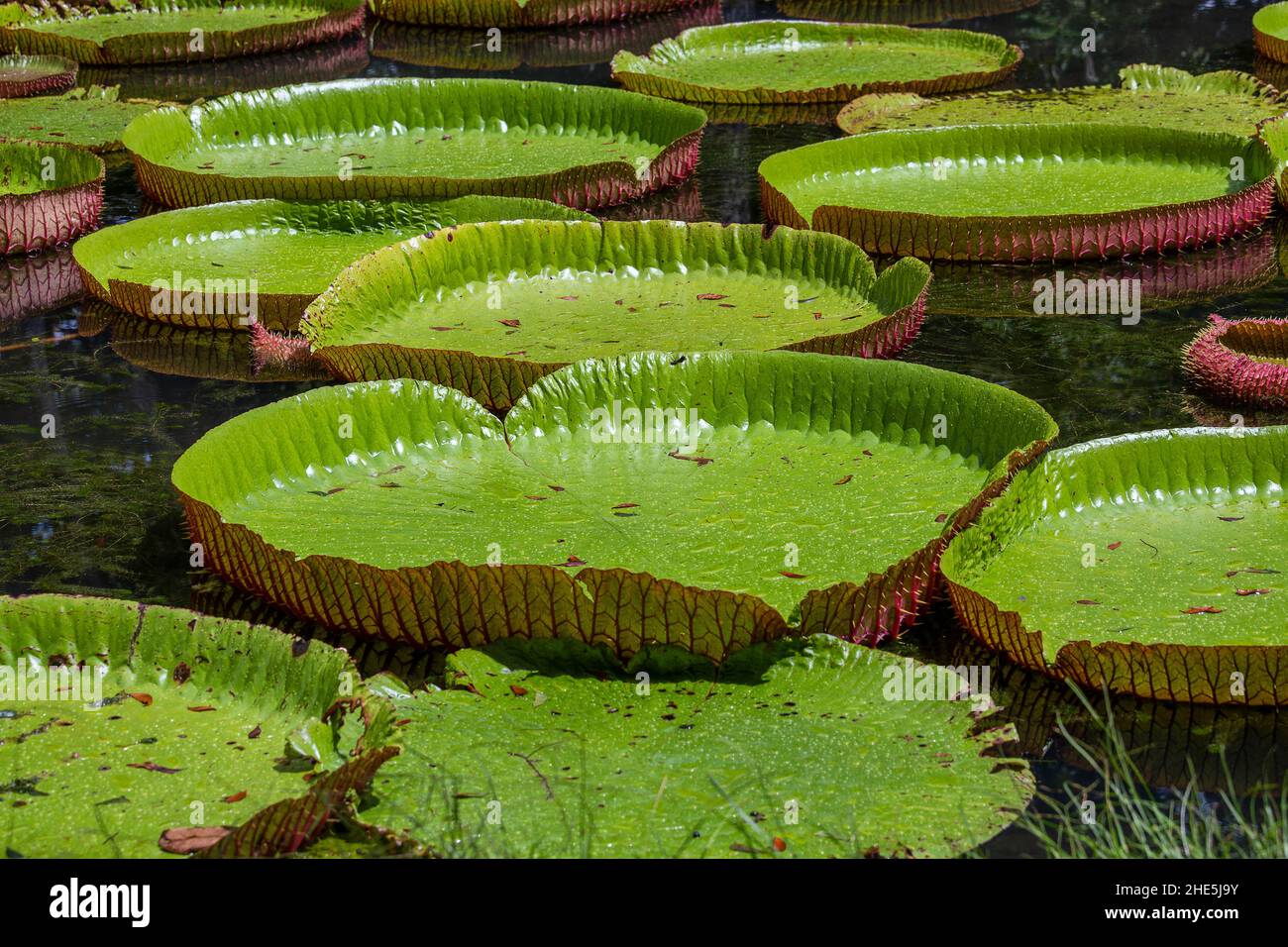 Giant water lily in botanical garden on Island Mauritius . Victoria ...